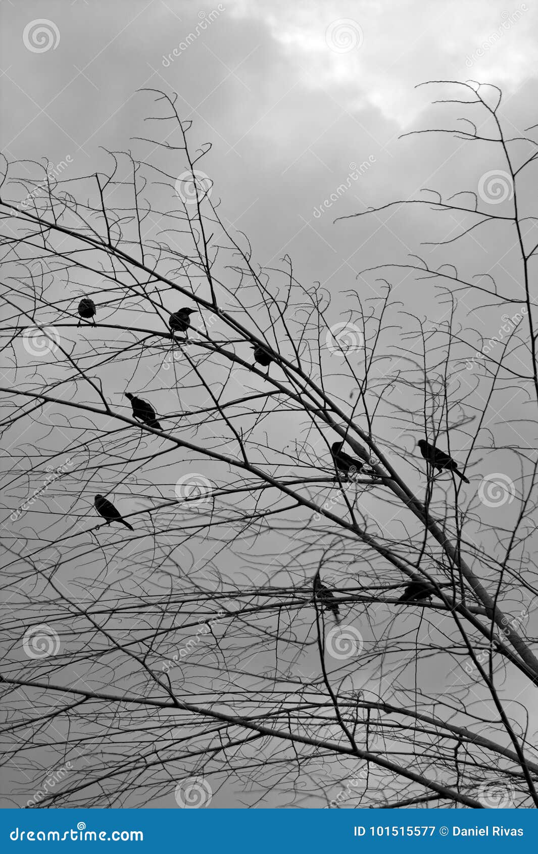 Black Birds in the Tree Branchs Stock Image - Image of branch, birds ...