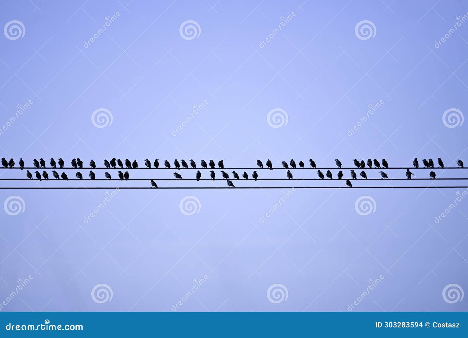 Black birds on wire stock photo. Image of wire, birds - 303283594