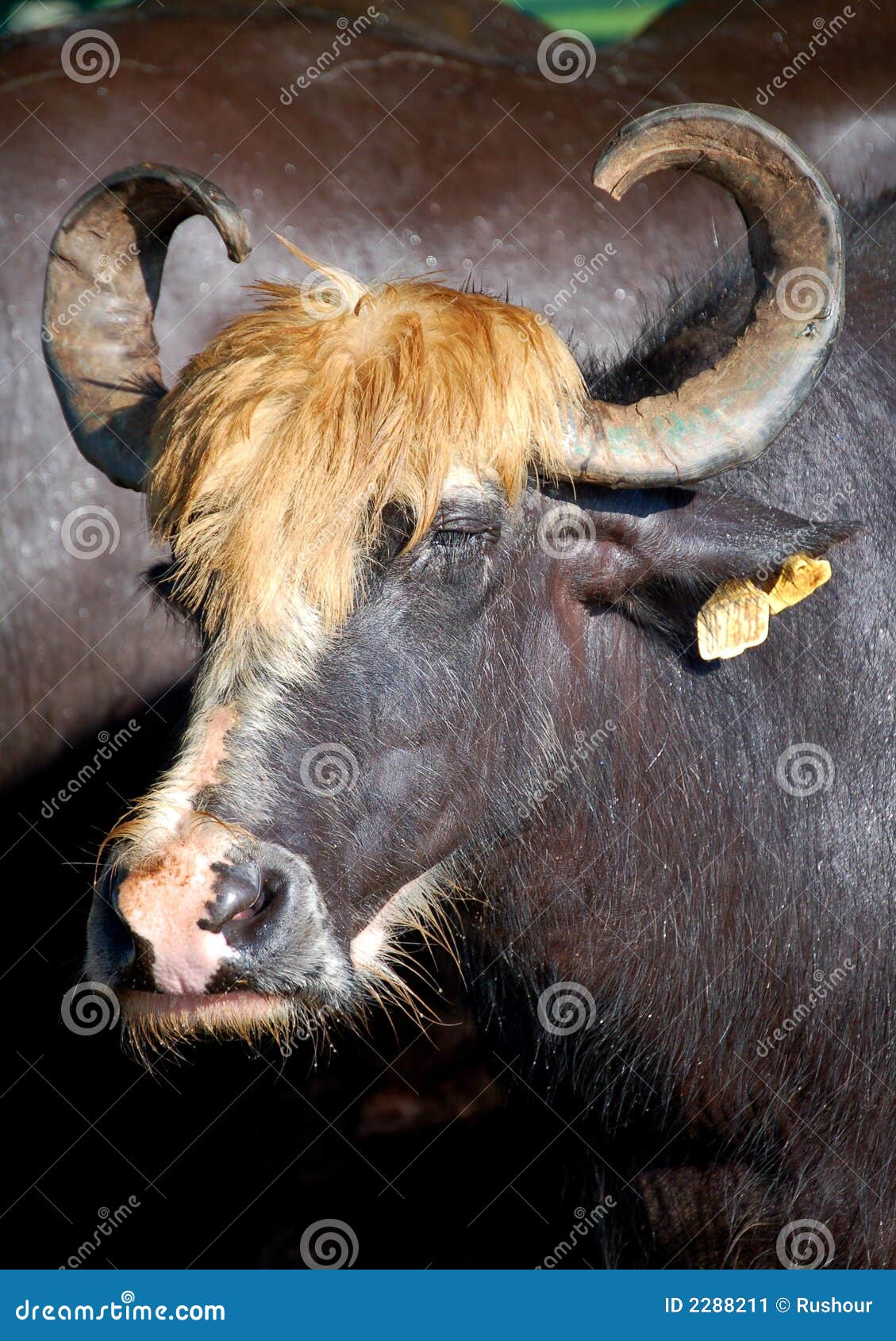 Black bison or buffalo stock image. Image of black, agricultural - 2288211