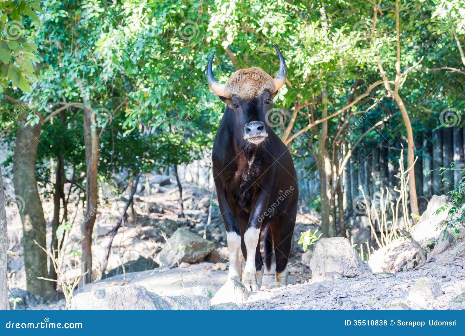 Black bison stock photo. Image of rabble, buffalo, mammal - 35510838