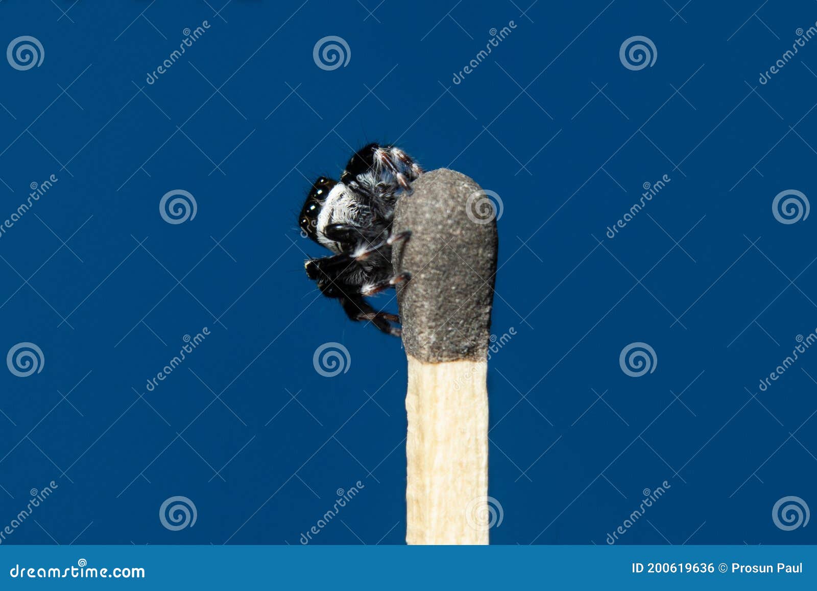 Black & White Jumping Spider in Match Stick Stock Photo - Image of ...
