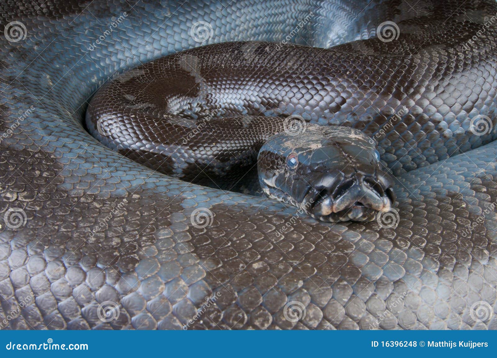 Black blood python stock photo. Image of island, pythons - 16396248