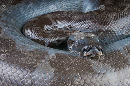 Black blood python stock photo. Image of island, pythons - 16396248