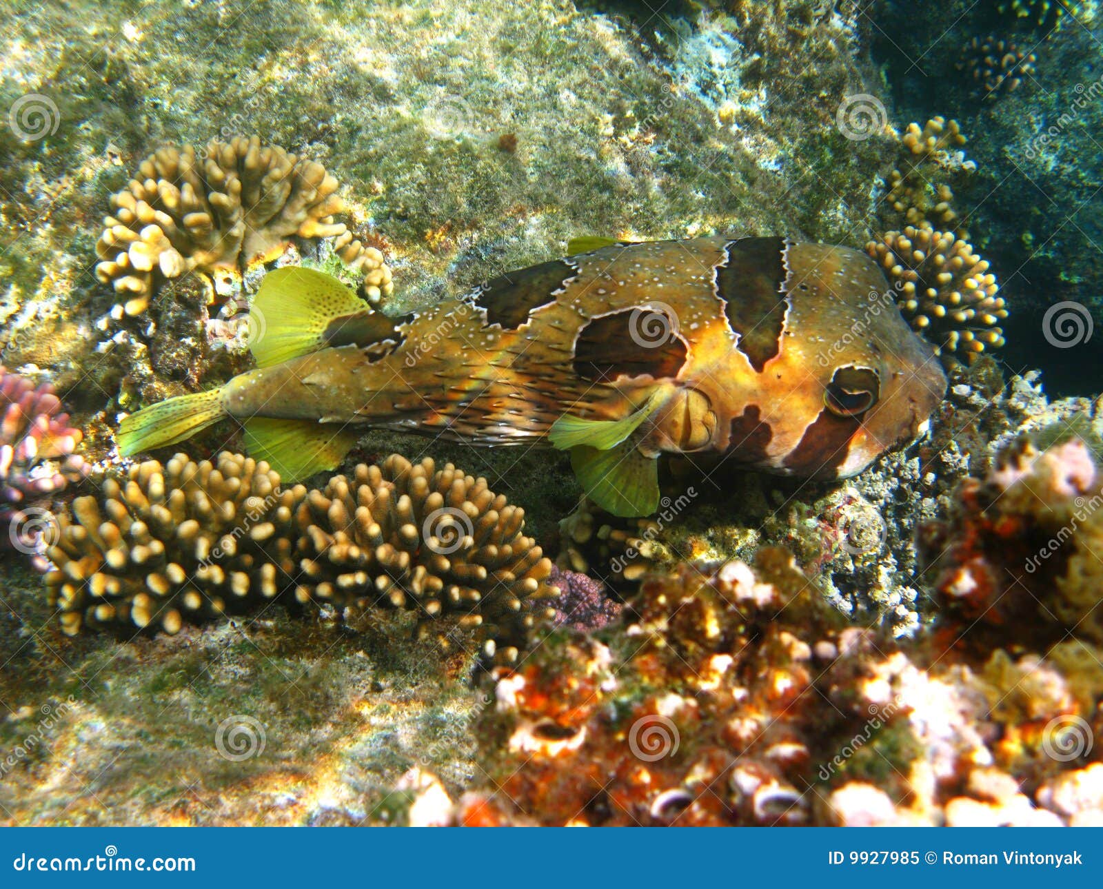 Black-blotched Porcupinefish and Coral Stock Image - Image of fish ...