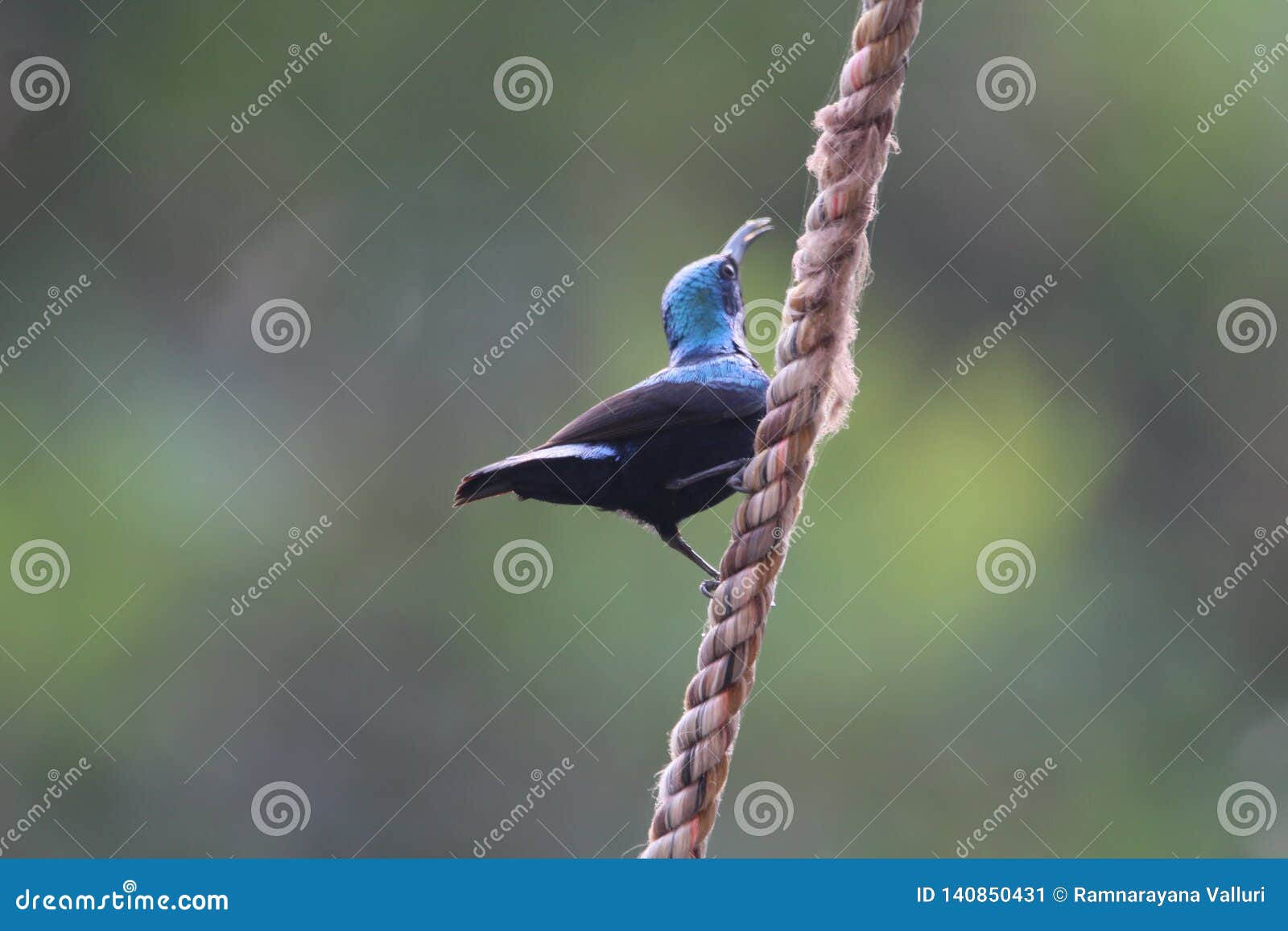 Bird On Rope Royalty-Free Stock Image | CartoonDealer.com #12750532