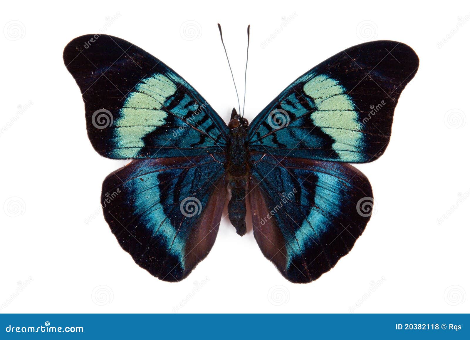 Black and Blue Butterfly Panacea Prola Stock Photo - Image of insect ...