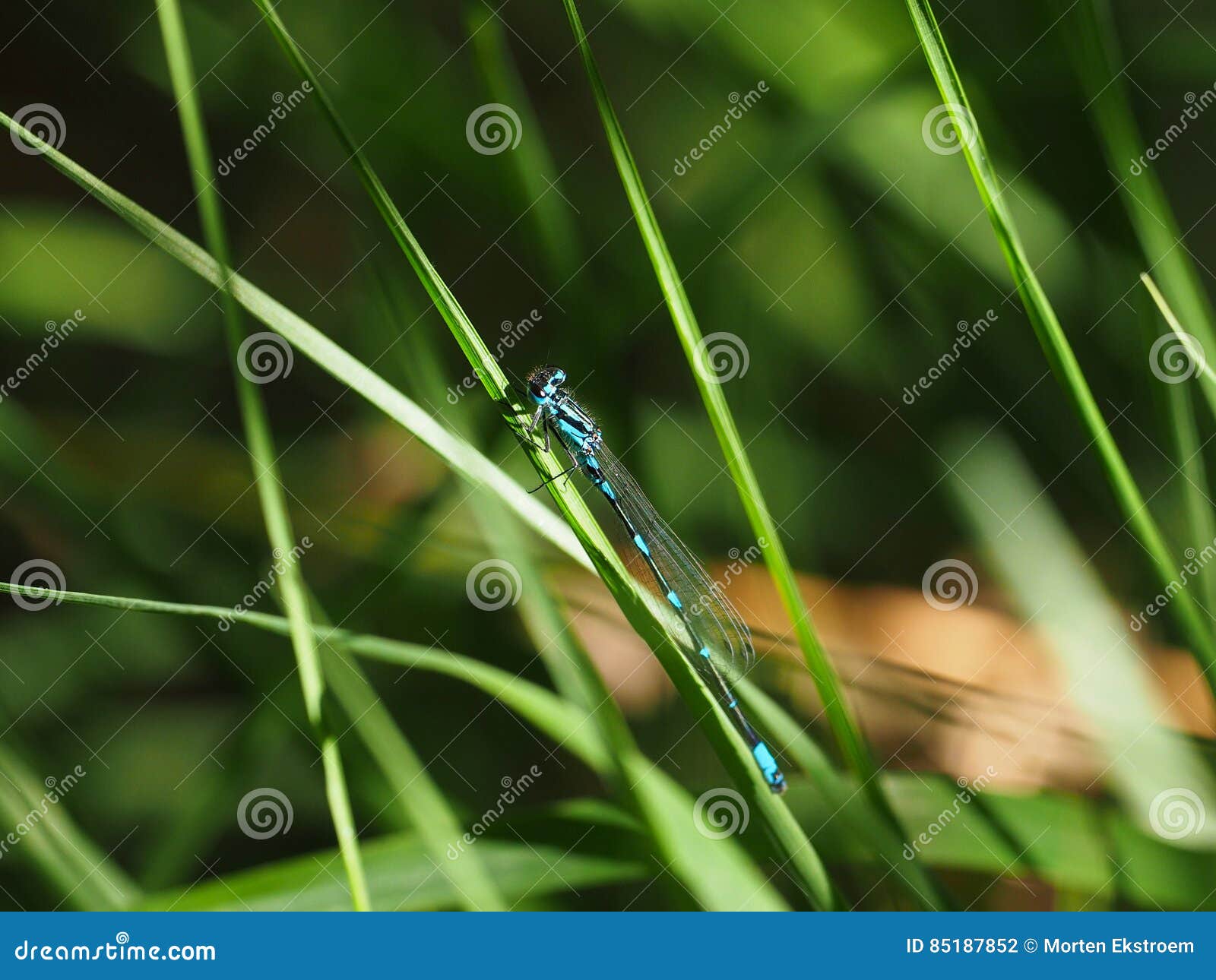 Black and Blue Dragonfly on a Straw Stock Photo - Image of fauna, close ...