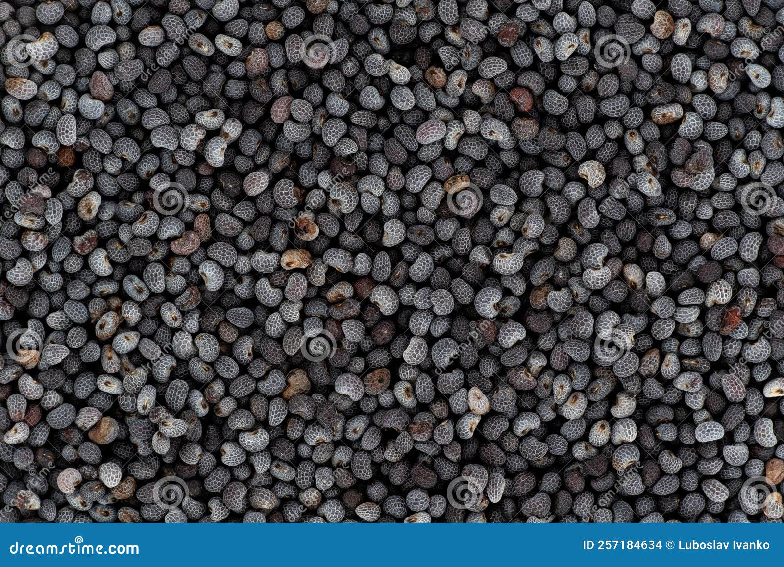 Black or Blue Poppy Seeds Under Microscope, Image Width 23mm Stock ...