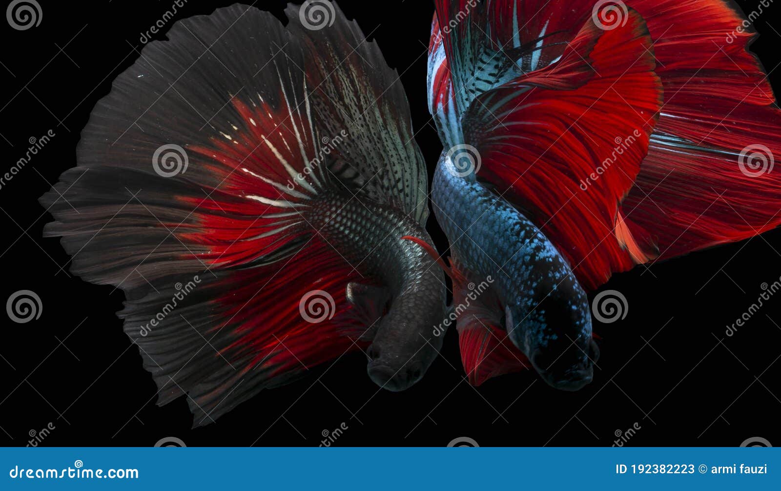 Black and Blue Siamese Fighting Fish Stock Image - Image of animal ...