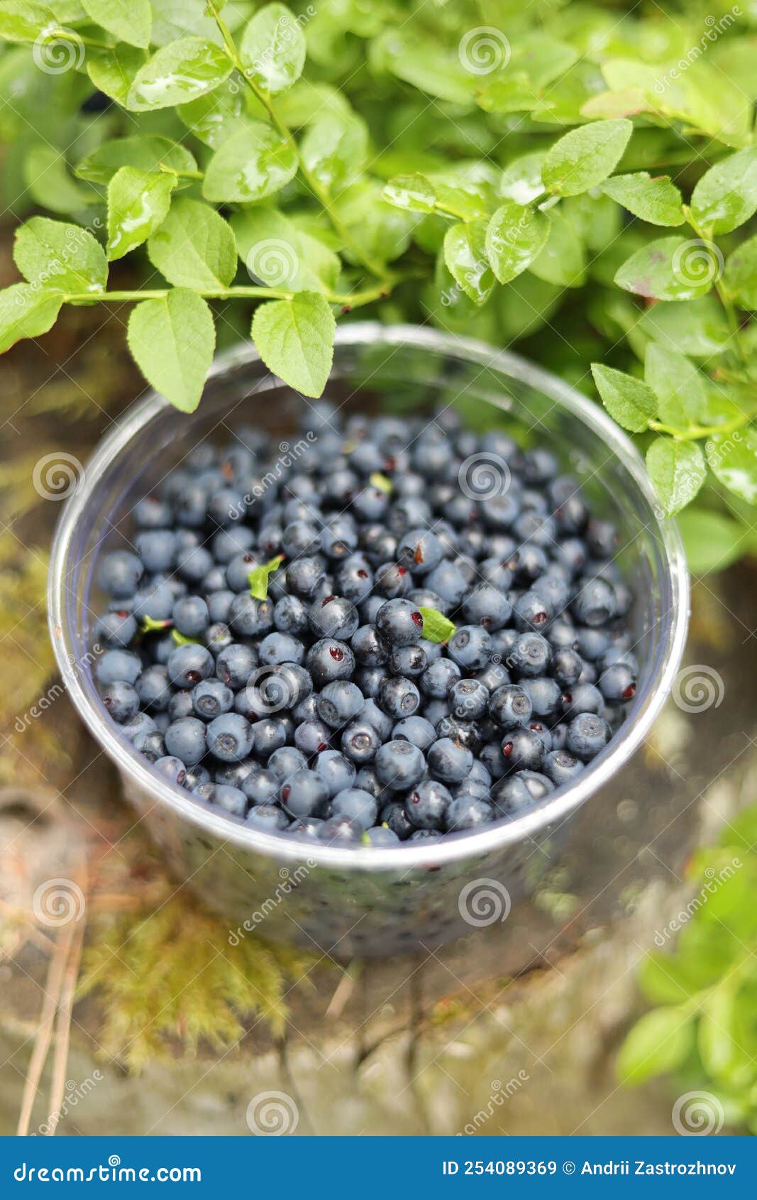 Black Blueberries, Forest Fruit Harvest Stock Image - Image of food ...
