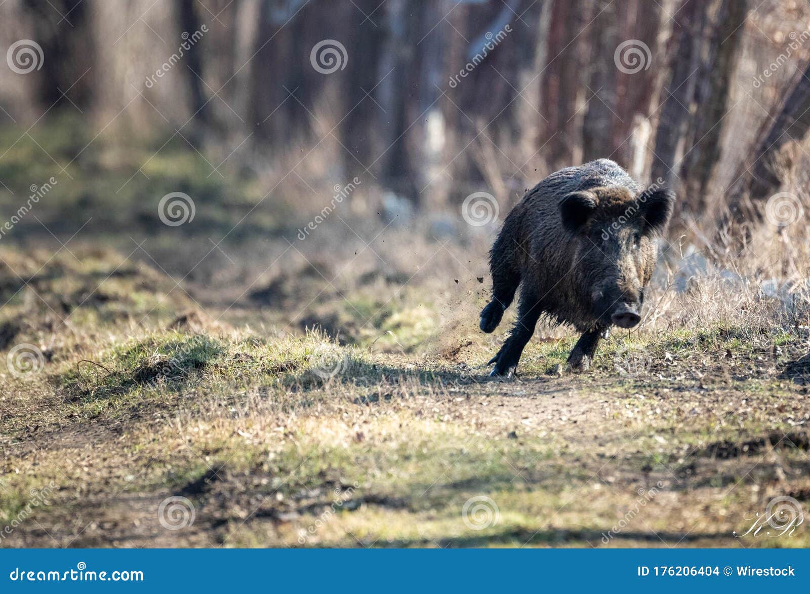 Black Boar Running through the Forest Under the Sunlight with a Blurry ...