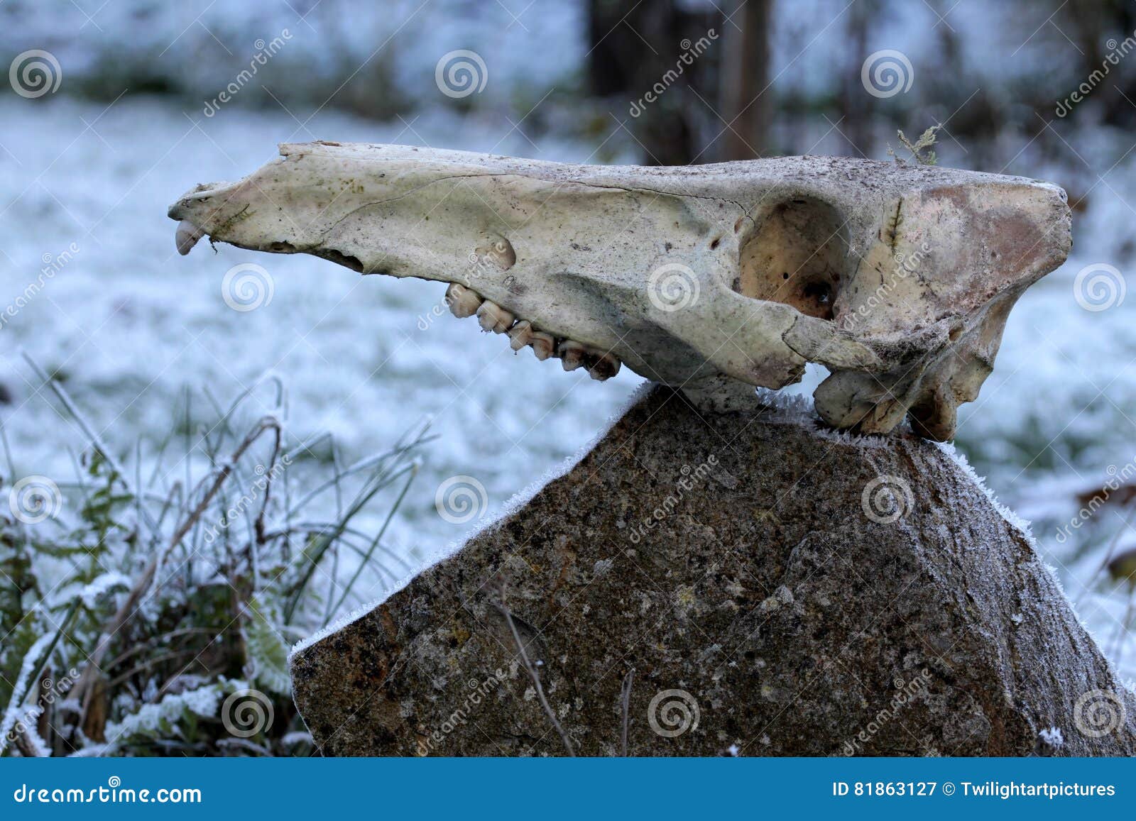 Black boar skull in snow stock image. Image of snow, skeletonised ...