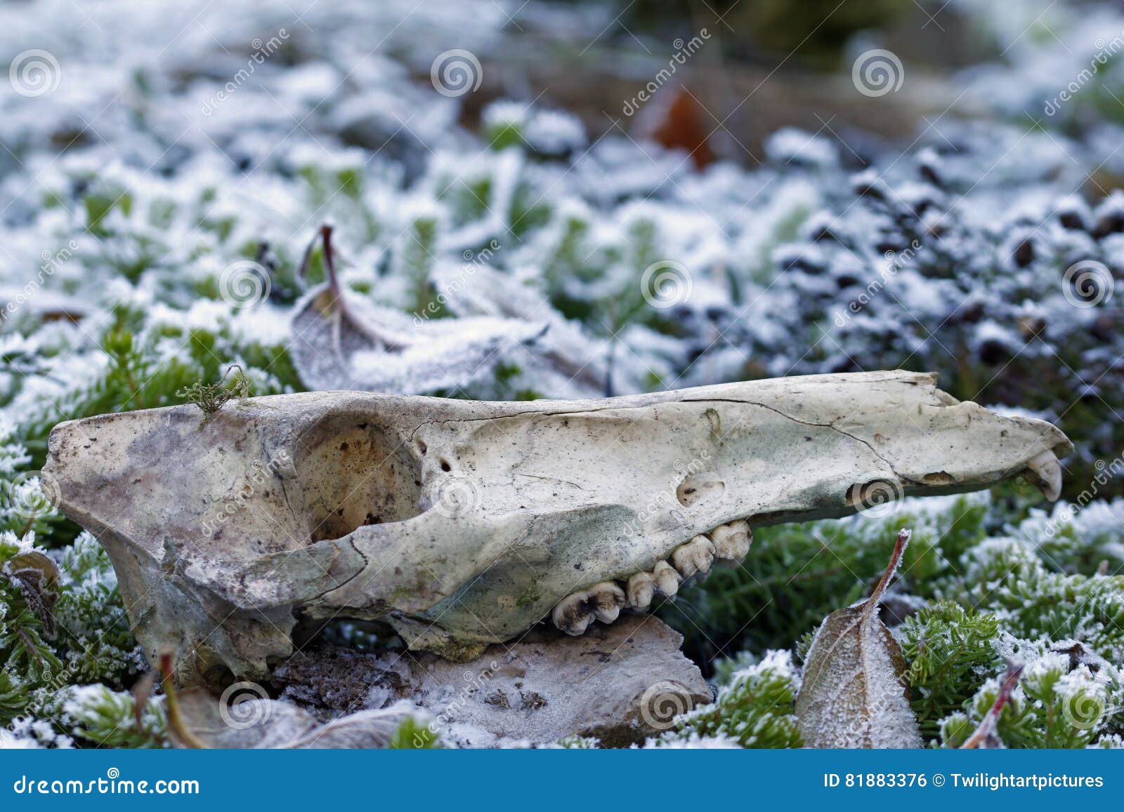 Black boar skull in snow stock photo. Image of death - 81883376