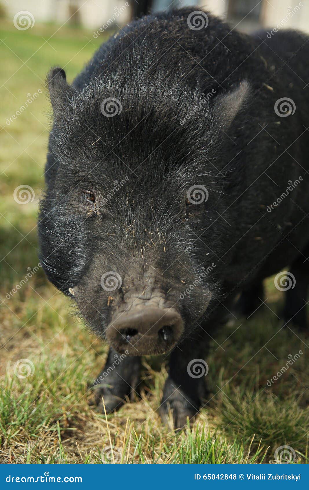Black Boar Running Through The Forest Under The Sunlight With A Blurry ...