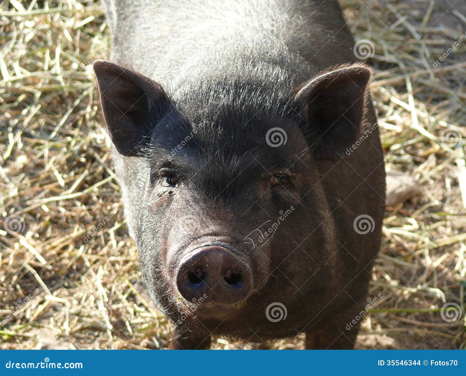 Black boar stock photo. Image of animals, black, skin - 35546344