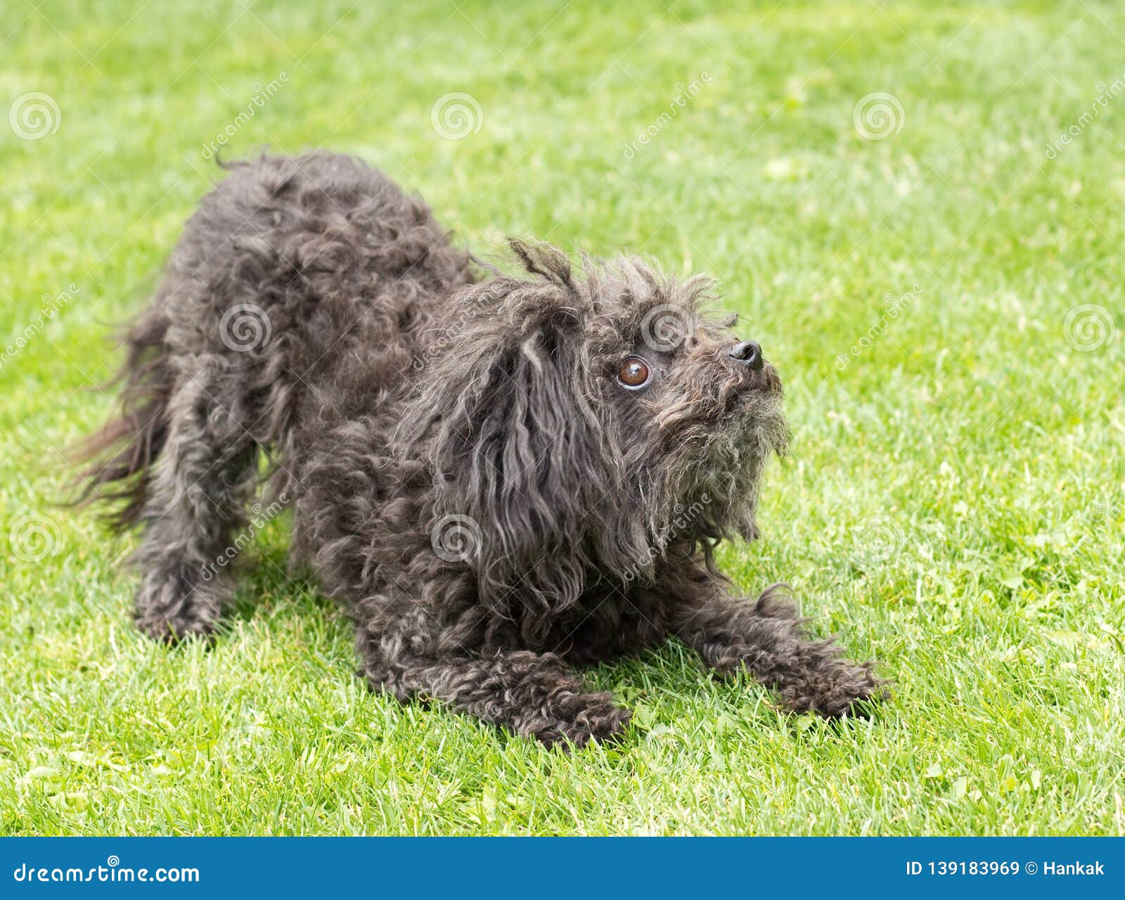 Black Bolognese Dog is Keen on Playing with Its Master Stock Image ...