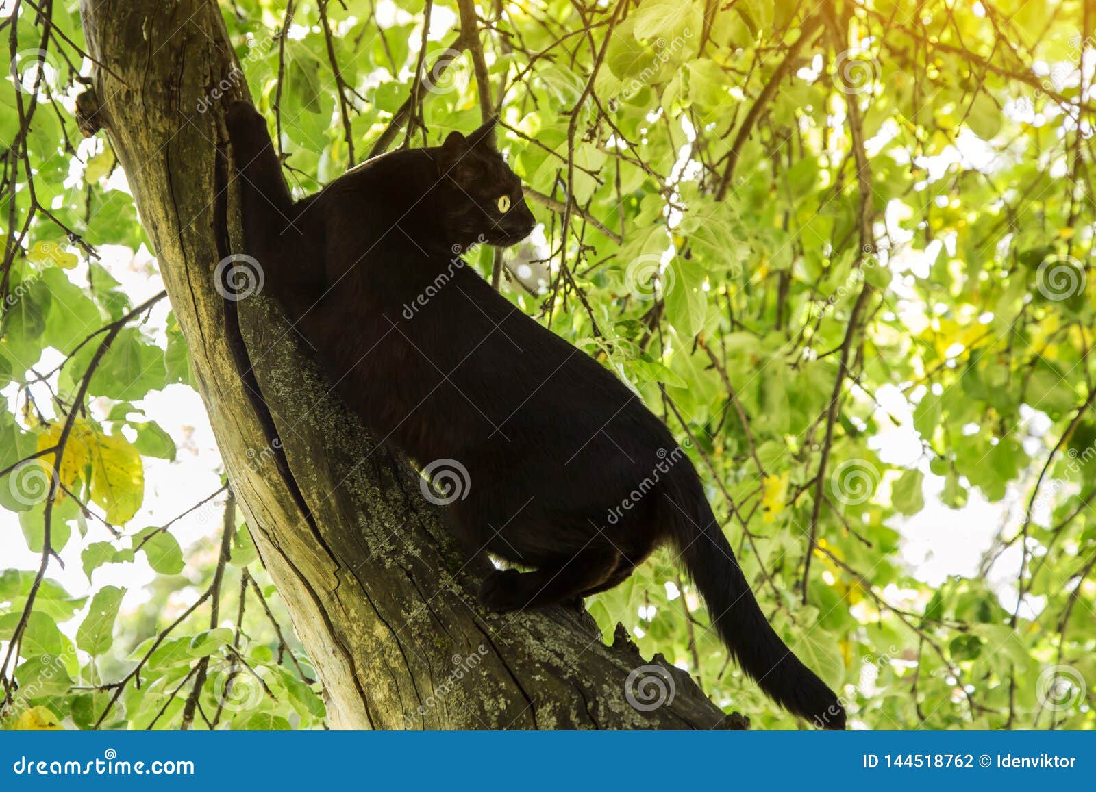 Black Bombey Cat Sharpens Claws on a Tree Branch in Sunlight Stock ...