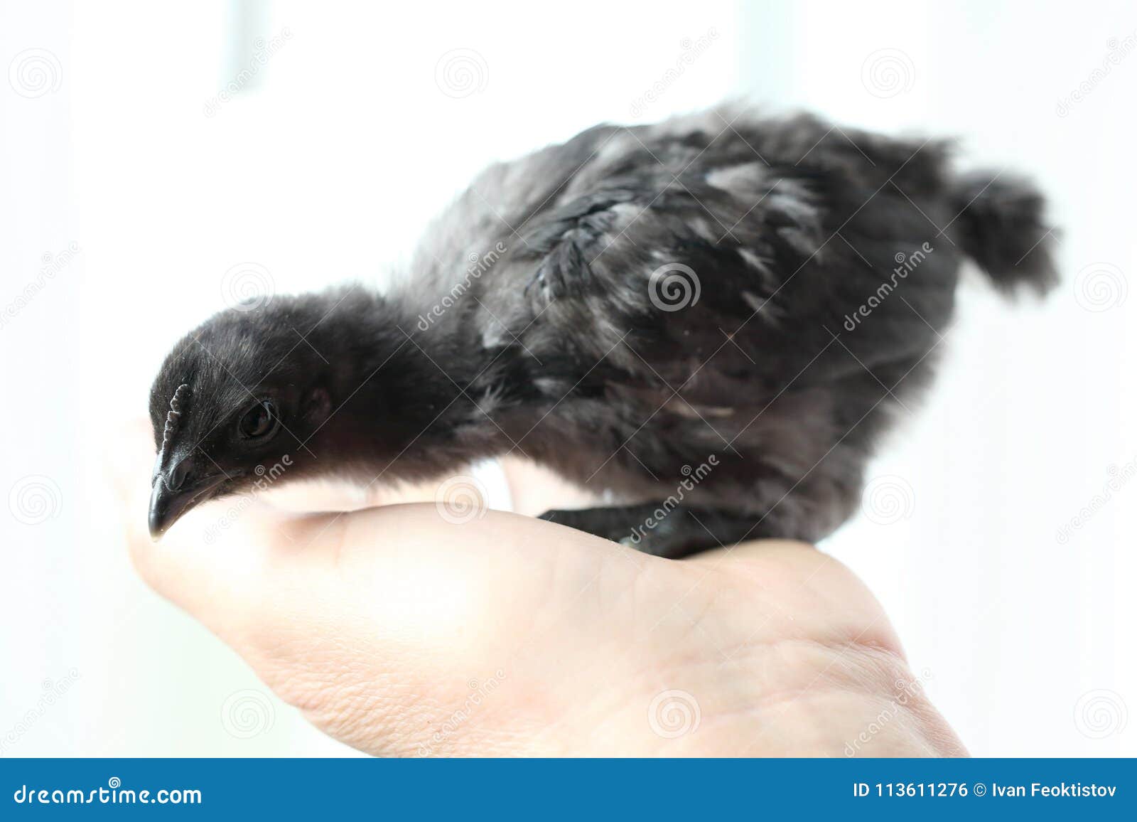 The black-bone chicken stock photo. Image of medicinal - 113611276