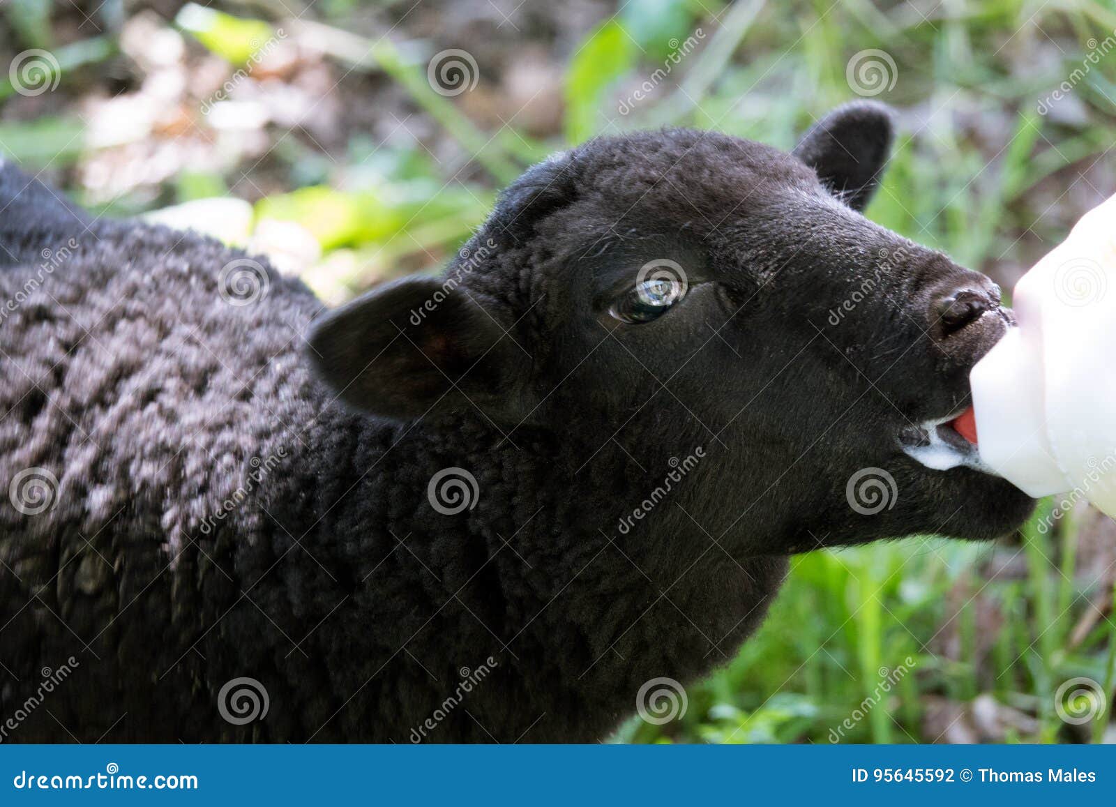 Orphan Lamb feeding stock photo. Image of character, domestic - 95645592