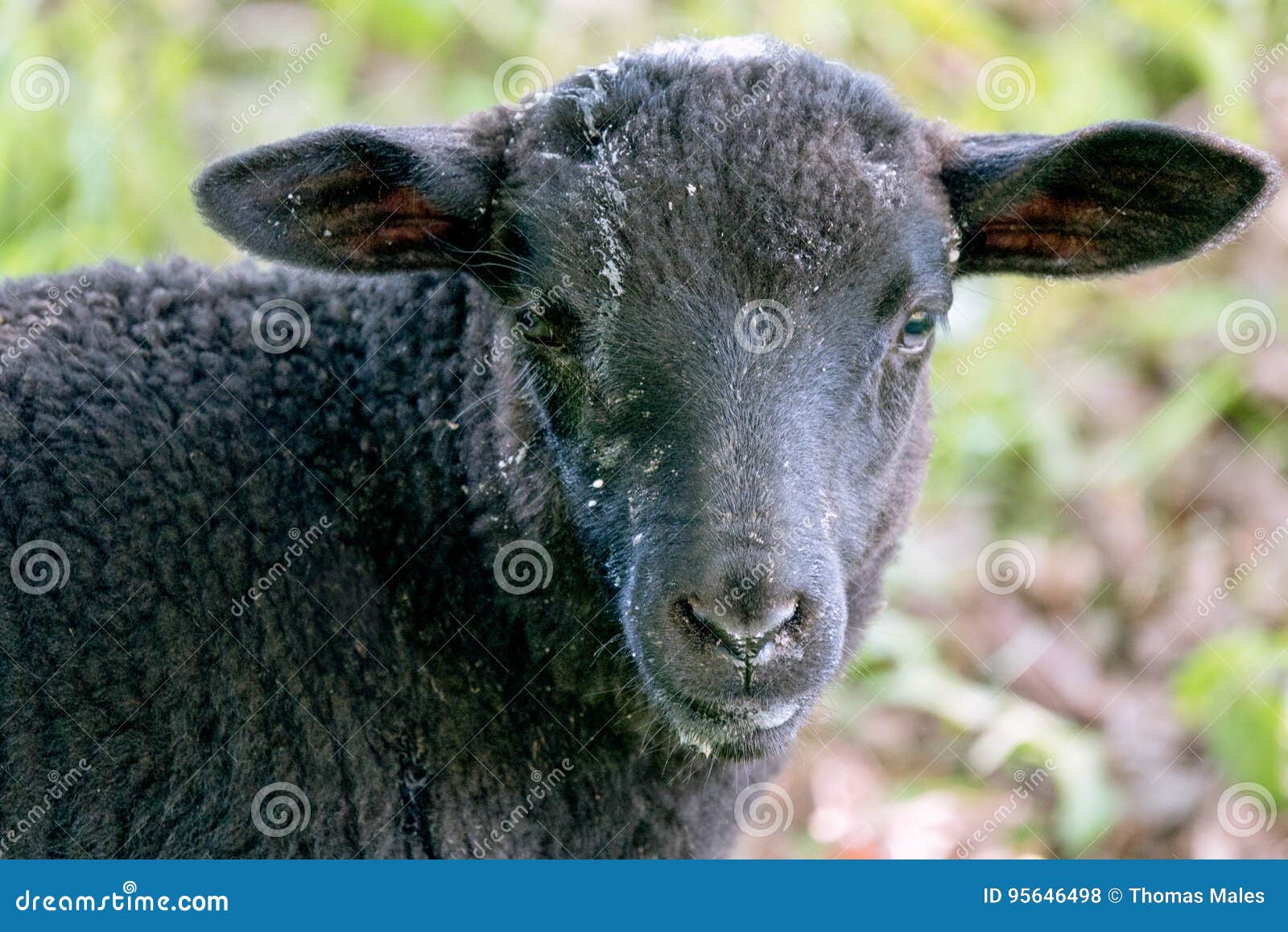 Orphan Lamb feeding stock photo. Image of cartoon, animal - 95646498