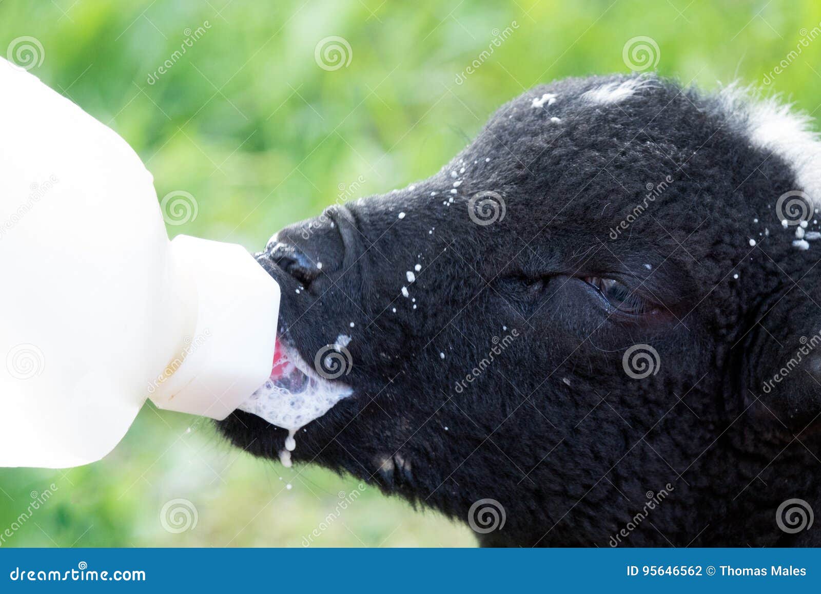 Orphan Lamb feeding stock photo. Image of agriculture - 95646562