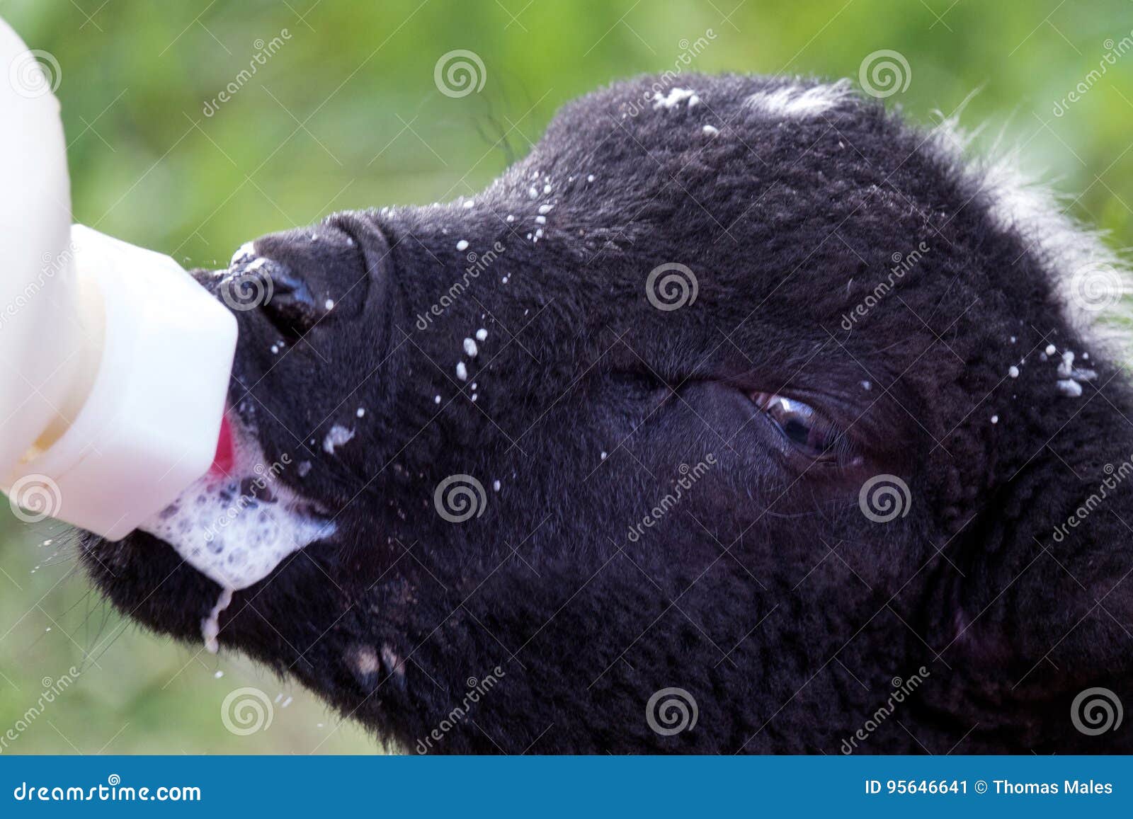 Orphan Lamb feeding stock image. Image of banner, flock - 95646641