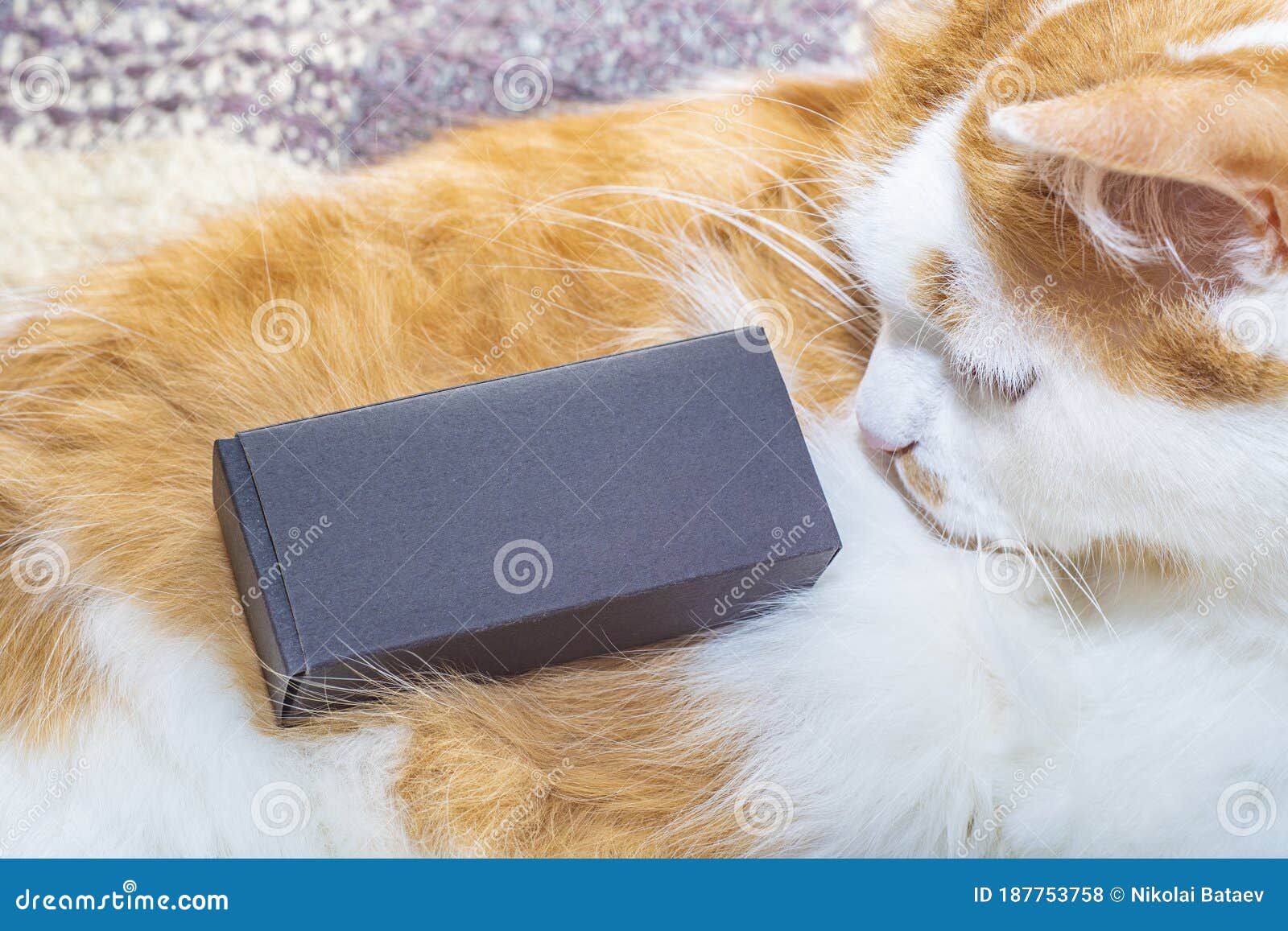 Black box lies on a cat stock photo. Image of shipping - 187753758