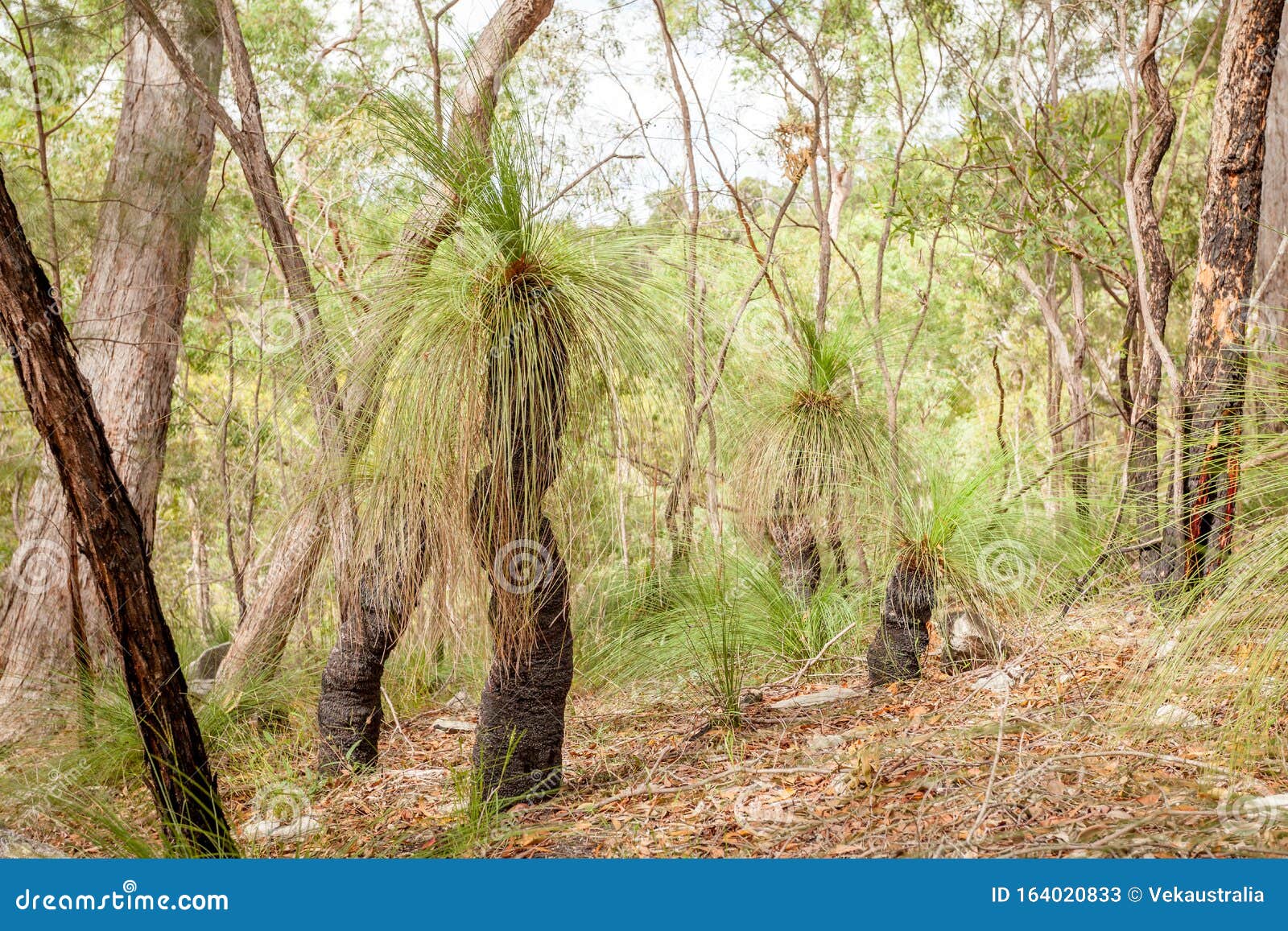 Black Boy Grass Tree Xanthorrhoea Stock Image - Image of black ...
