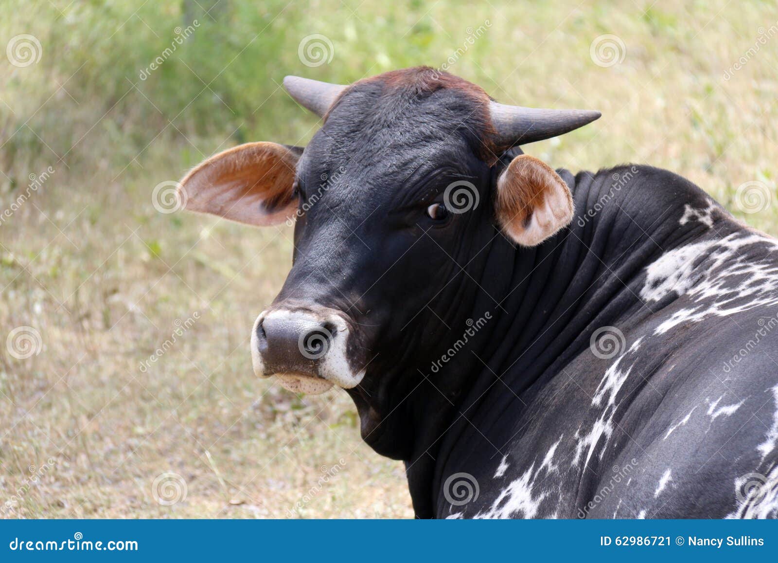Black Brahman Cow Face stock image. Image of cows, cattle - 62986721