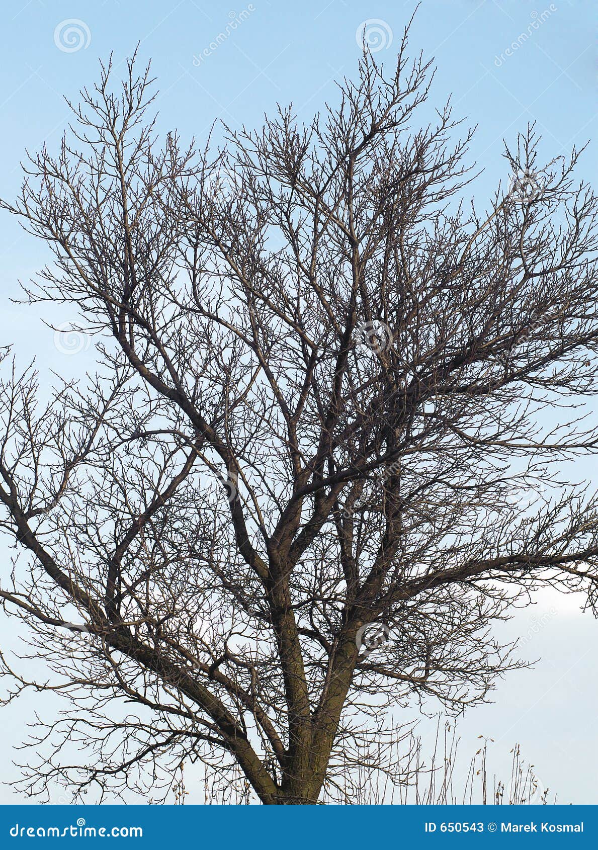 Black branch stock image. Image of blue, black, nature - 650543