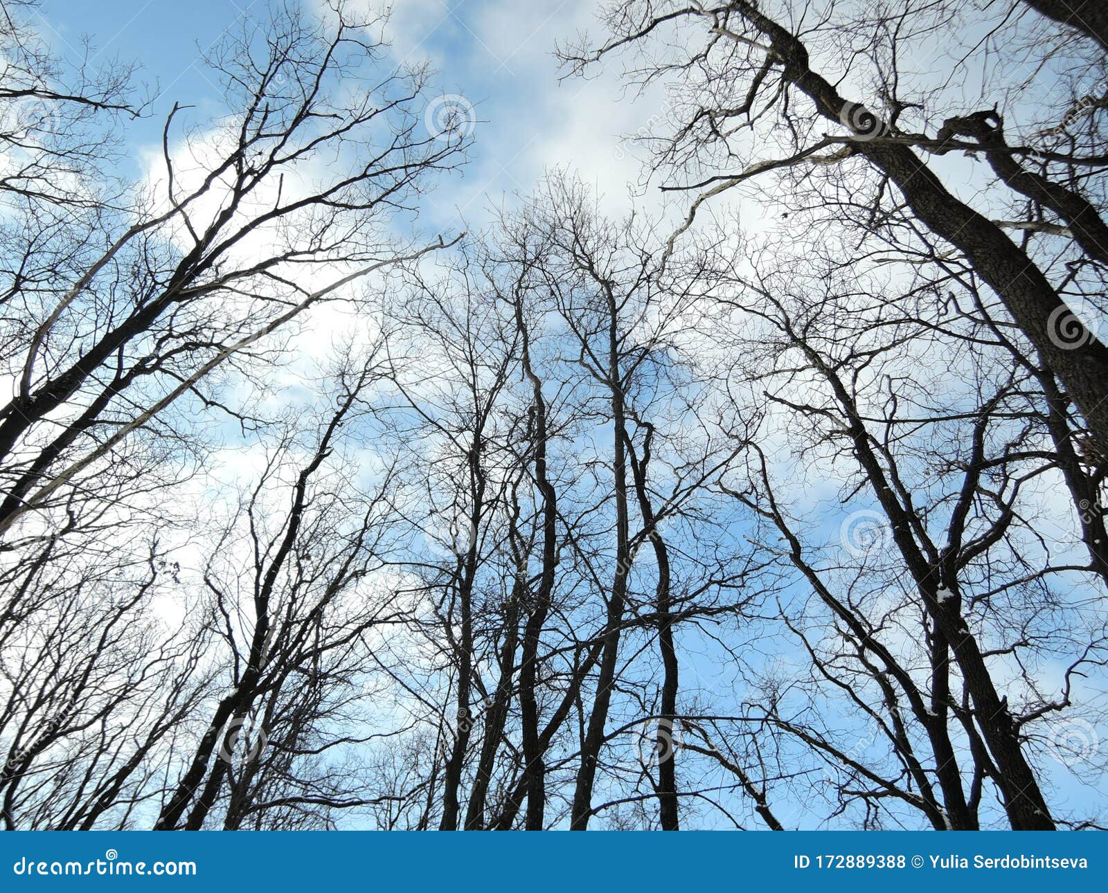 Black Branches without Leaves on the Blue Sky with Fluffy White Clouds ...