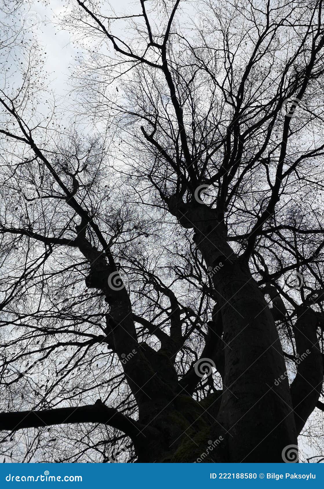 Black Branches Over White Sky Stock Photo - Image of blackandwhite ...