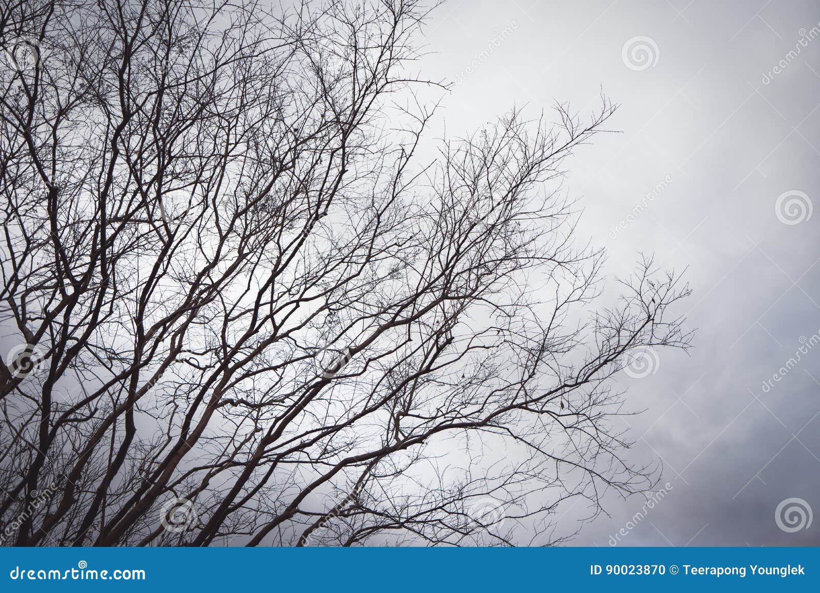 Black Branches in the Sky White Stock Photo - Image of branch, scene ...