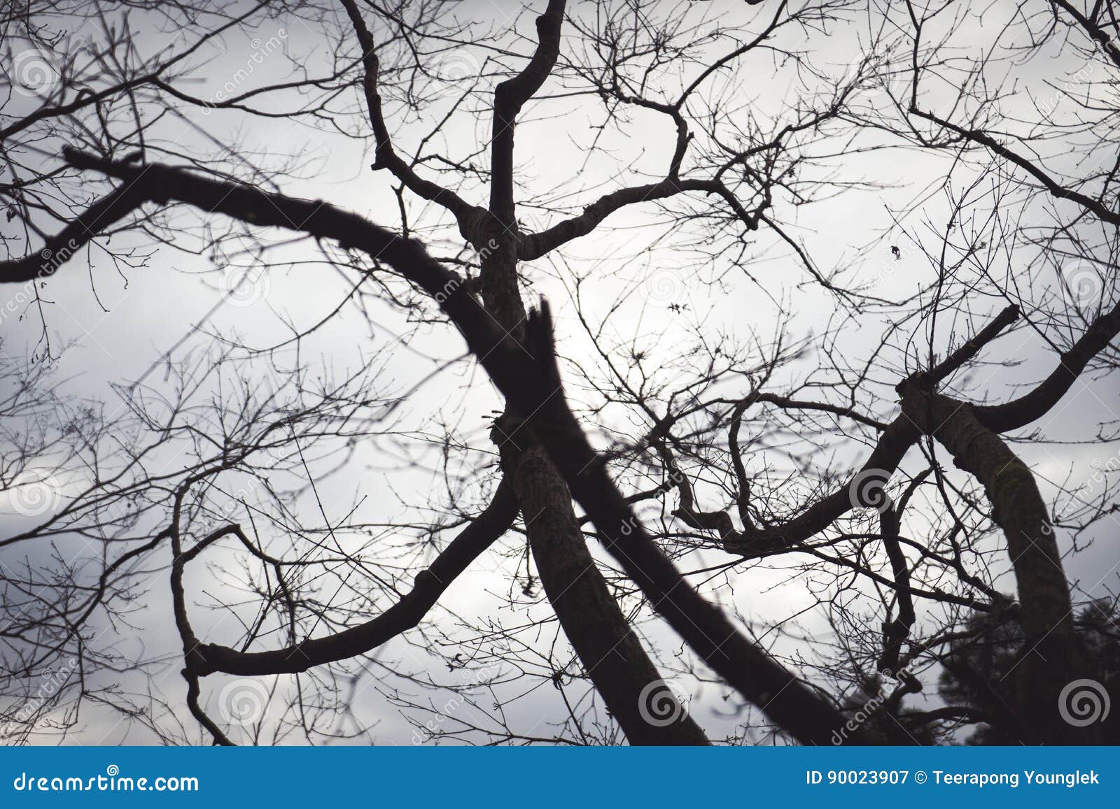 Black Branches in the Sky White Stock Image - Image of tranquil, view ...