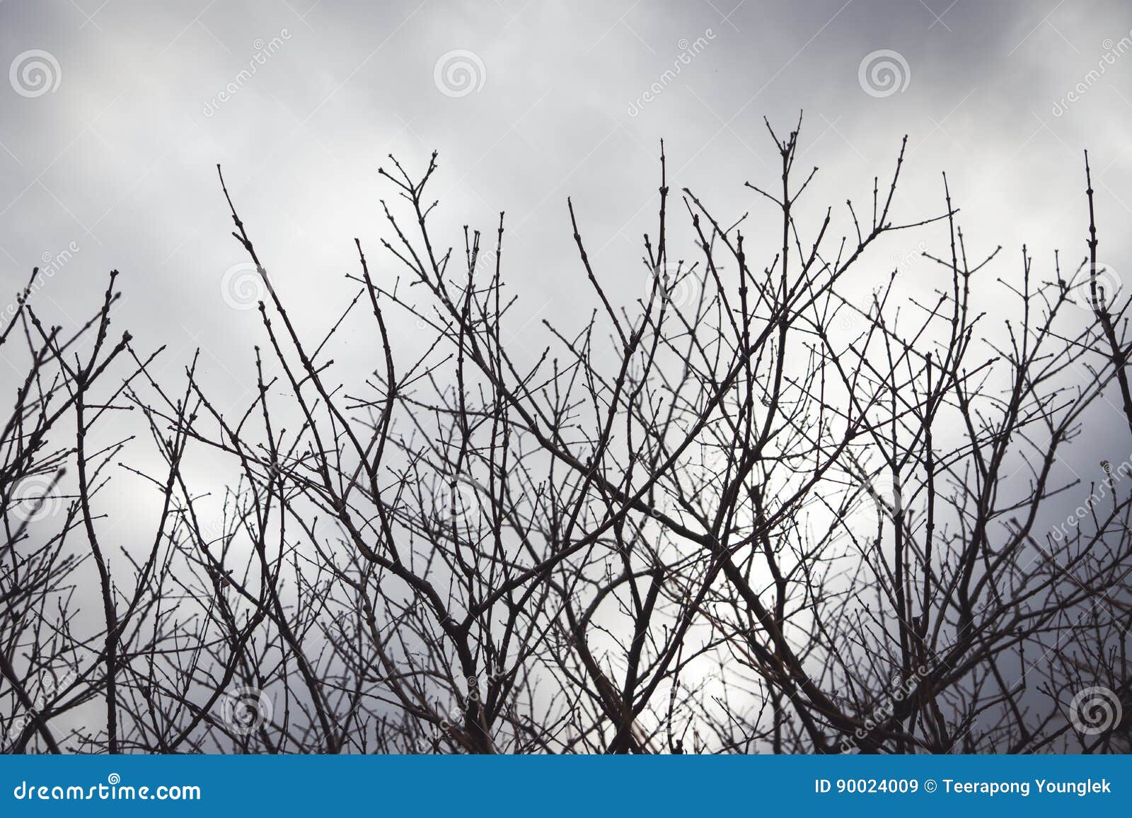 Black Branches in the Sky White Stock Image - Image of people, scenics ...