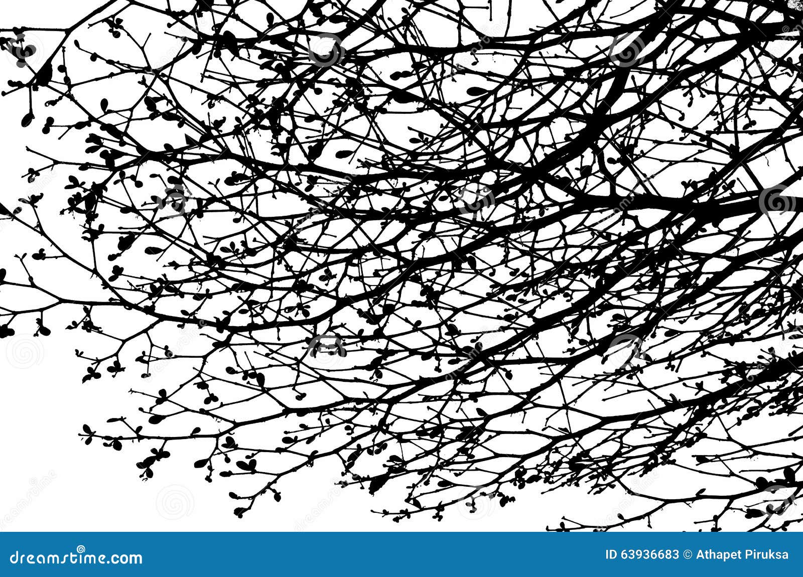Black branches of tree stock image. Image of shadow, line - 63936683