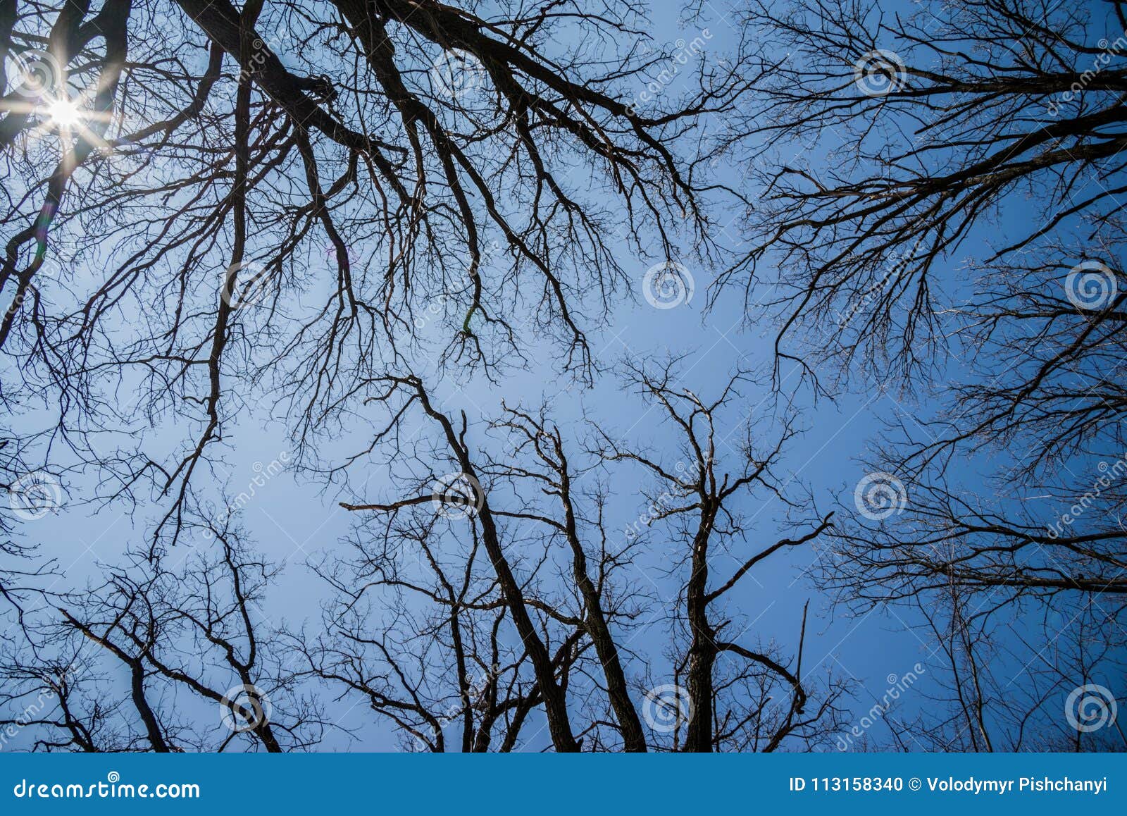 Black Branches of Trees Against a Blue Sky Stock Photo - Image of ...