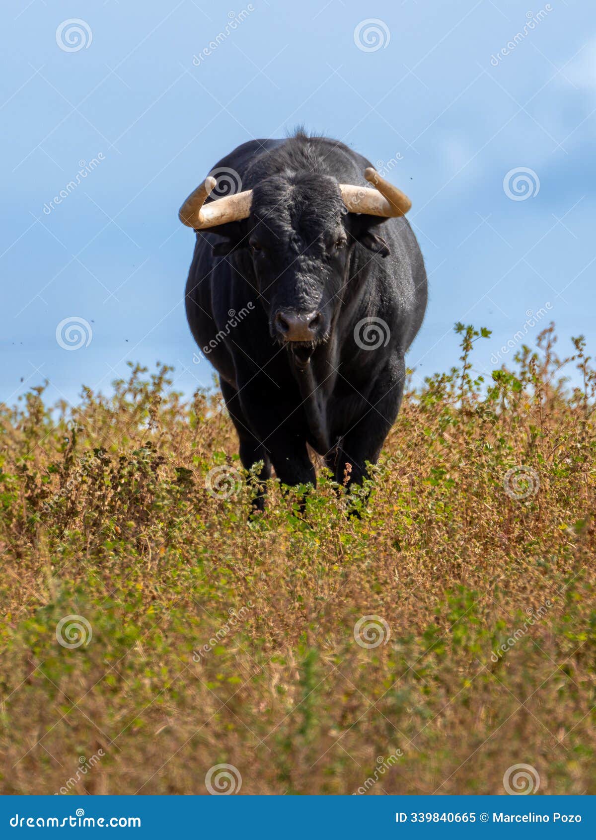 A Black Brave Bull Standing Head-on in a Field Grazing in the Pasture ...
