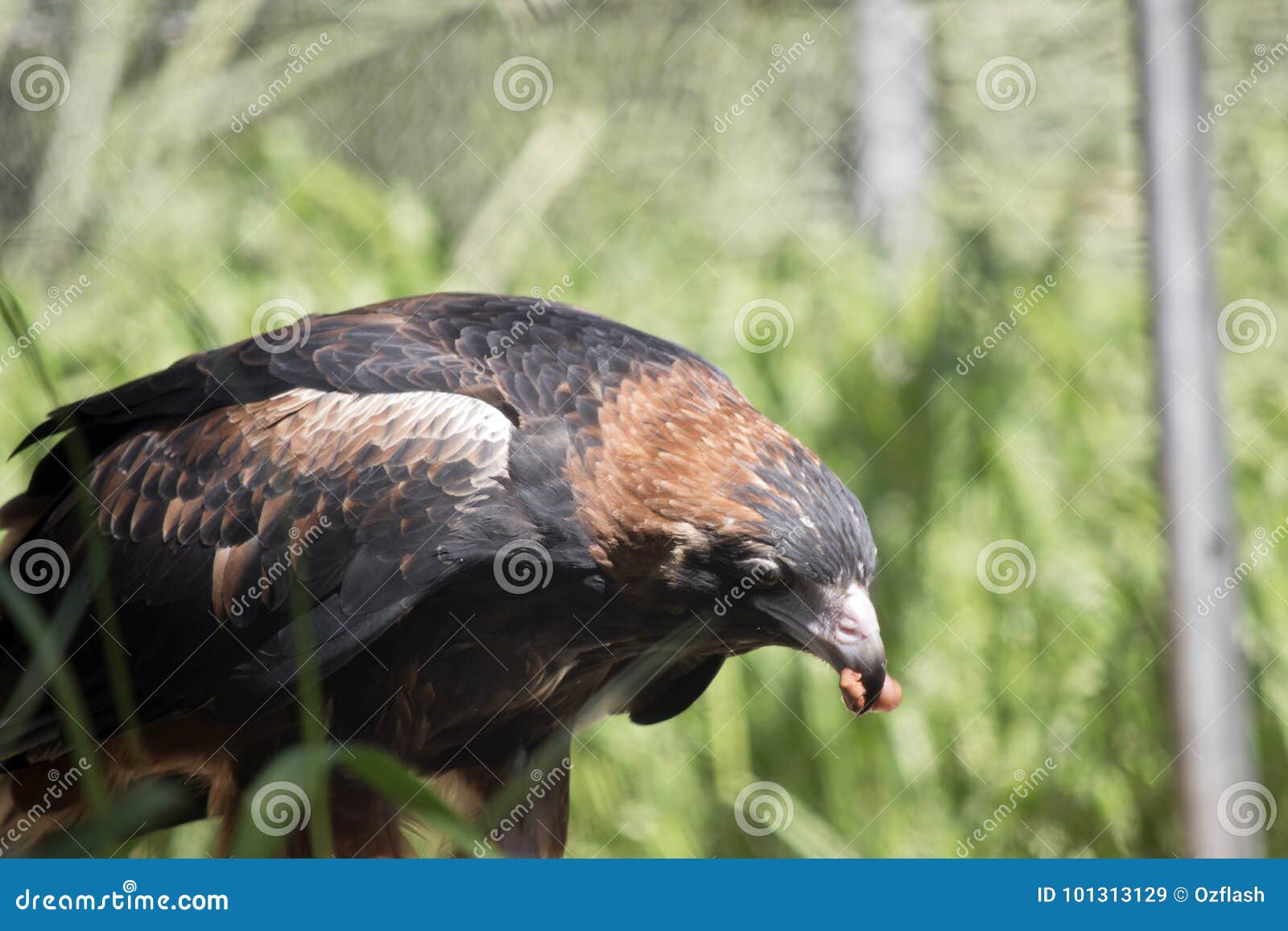 Black breasted buzzard stock image. Image of eating - 101313129
