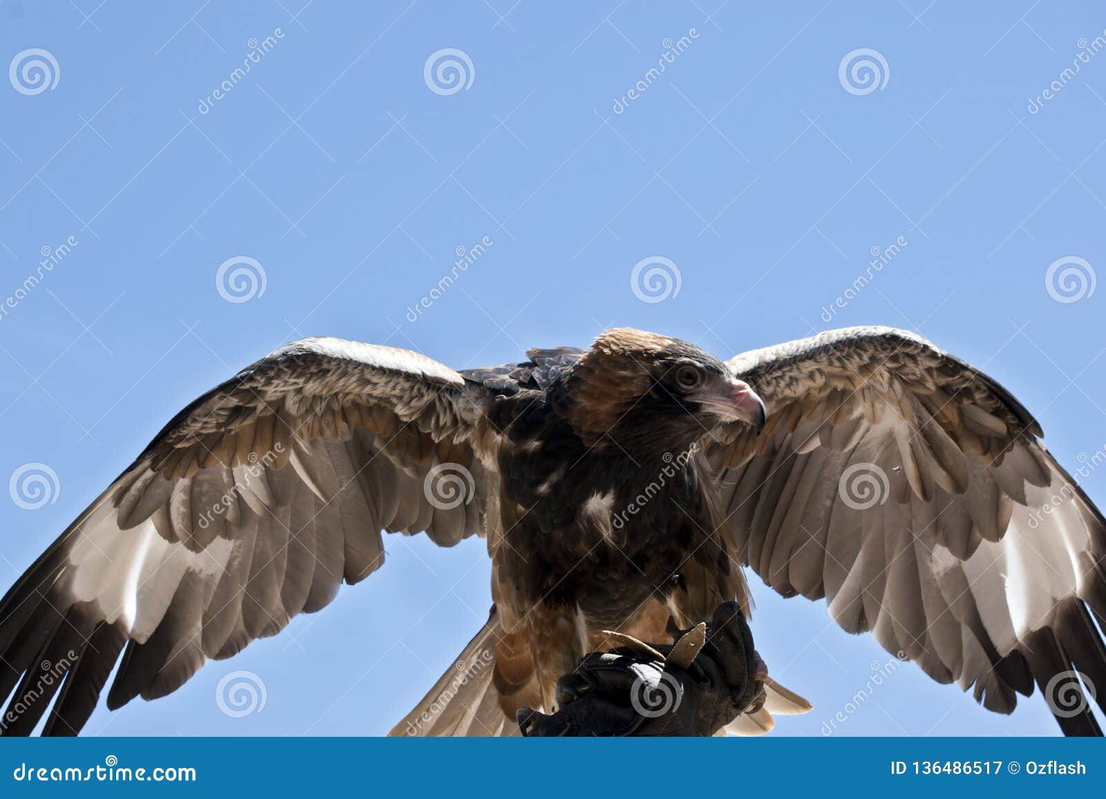Black breasted buzzard stock image. Image of eagle, australia - 136486517
