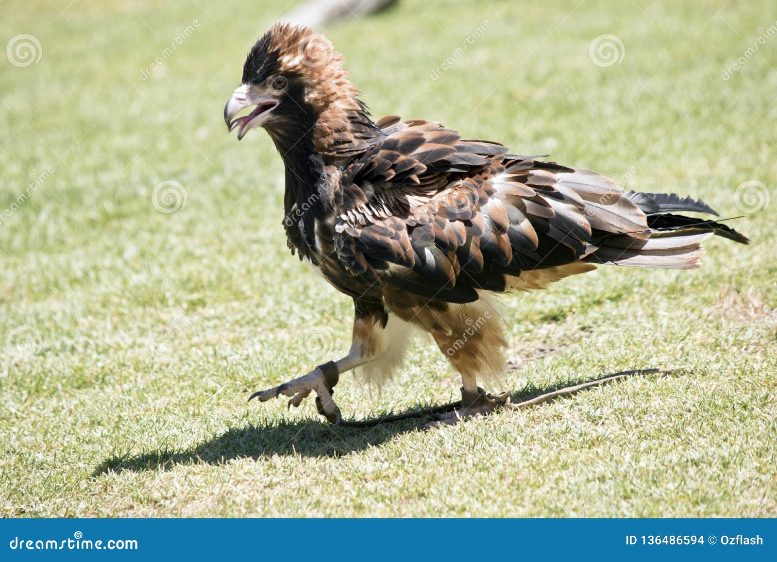 Black breasted buzzard stock photo. Image of tail, feathers - 136486594