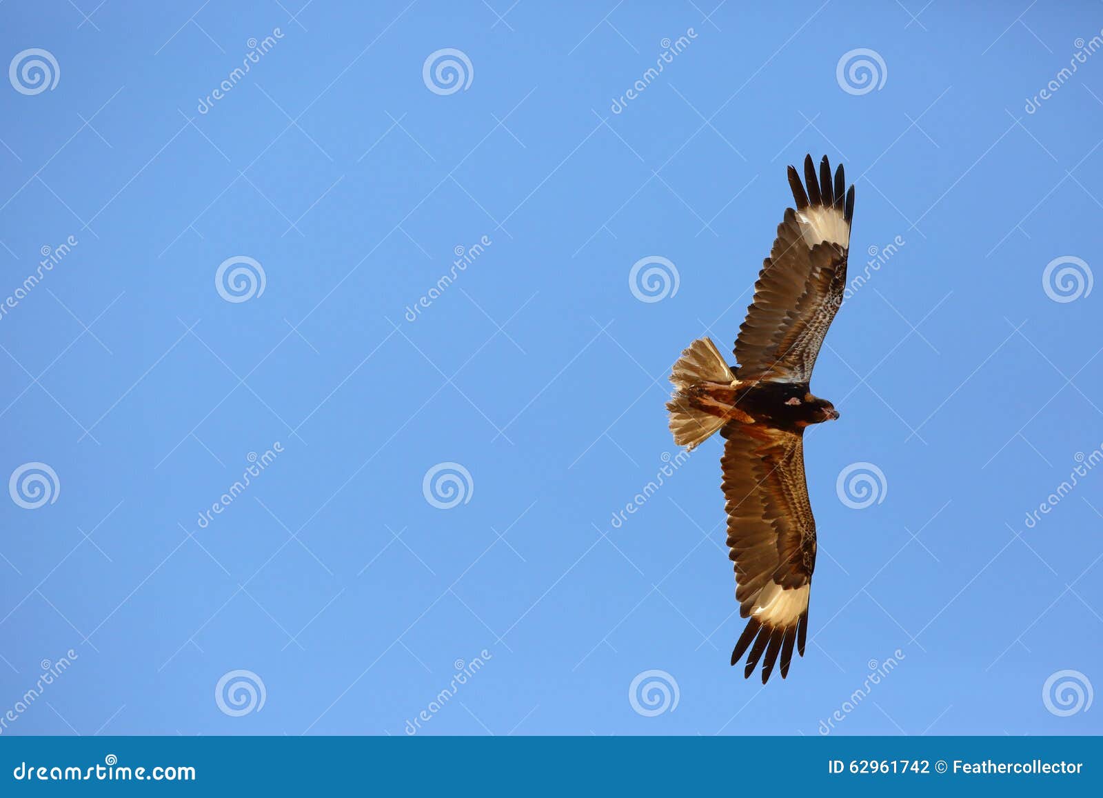 Black-breasted Buzzard stock photo. Image of bowra, oceania - 62961742