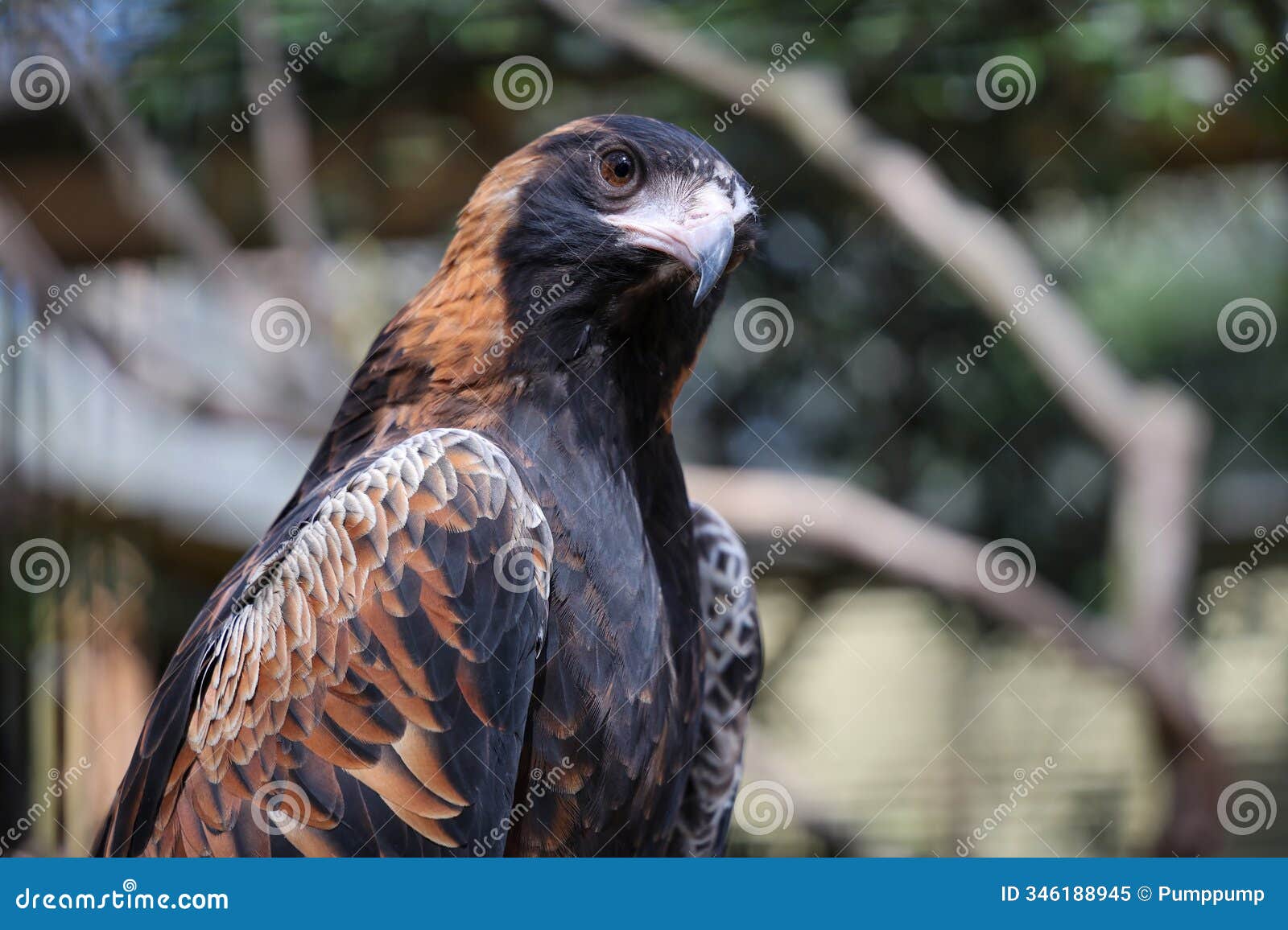 The Black Breasted Buzzard is Predator in Nature at Australia Stock ...