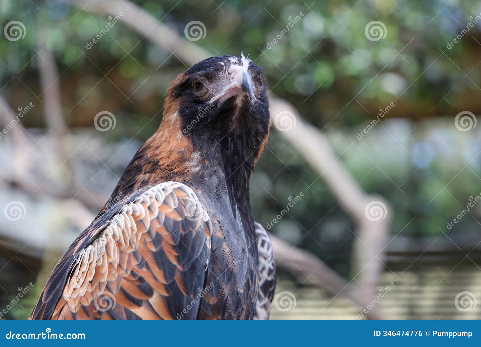 The Black Breasted Buzzard is Predator in Nature at Australia Stock ...