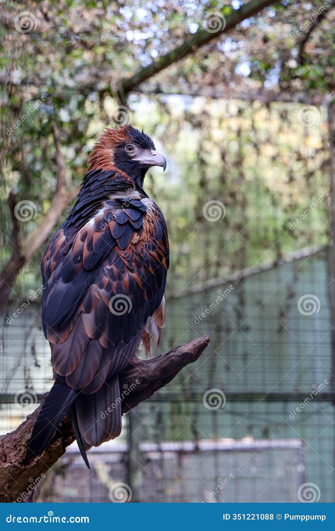 The Black Breasted Buzzard is Predator in Nature at Australia Stock ...