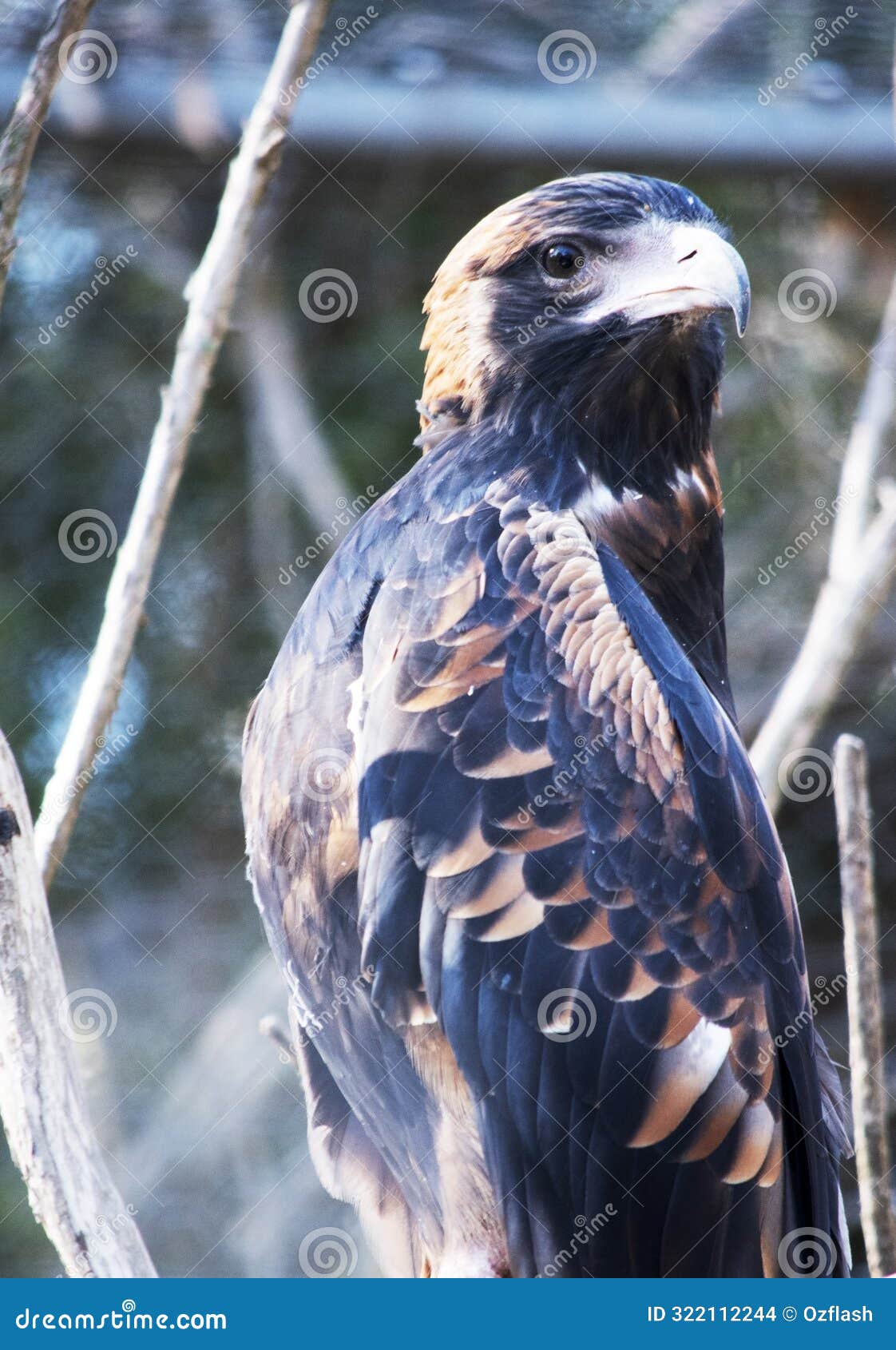This is a Close Up of a Black Breasted Buzzard Stock Photo - Image of ...