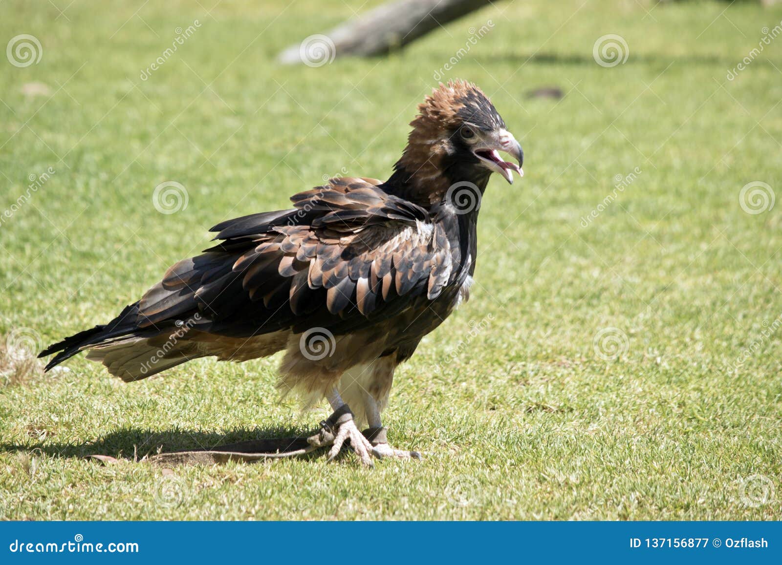 Black breasted buzzard stock image. Image of flapping - 137156877