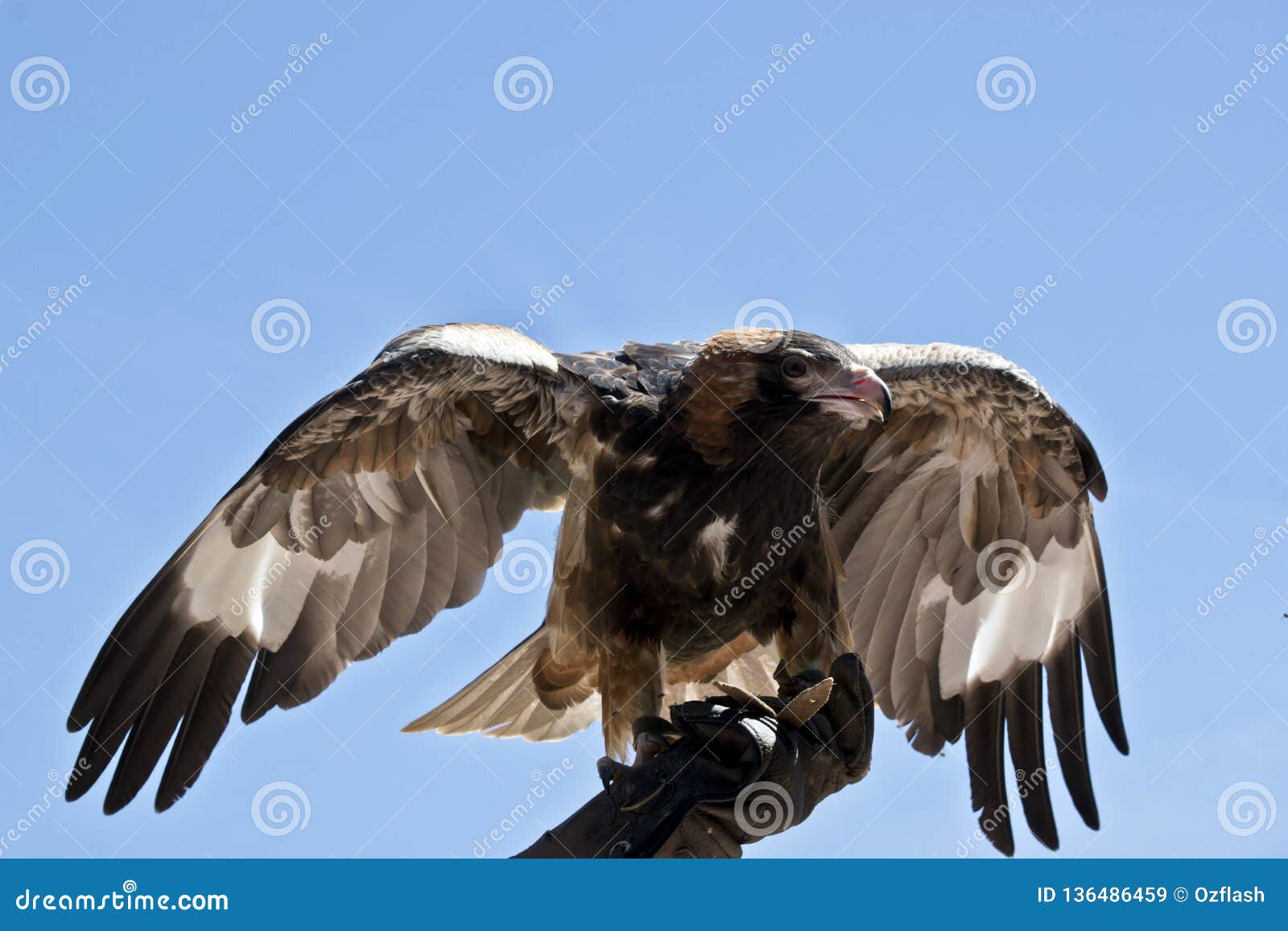 Black breasted buzzard stock image. Image of feathers - 136486459