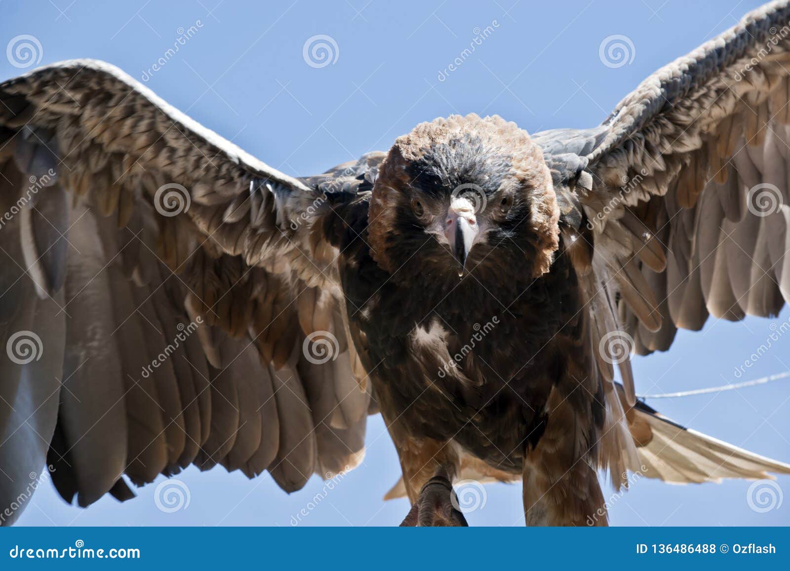 Black breasted buzzard stock photo. Image of tail, fast - 136486488
