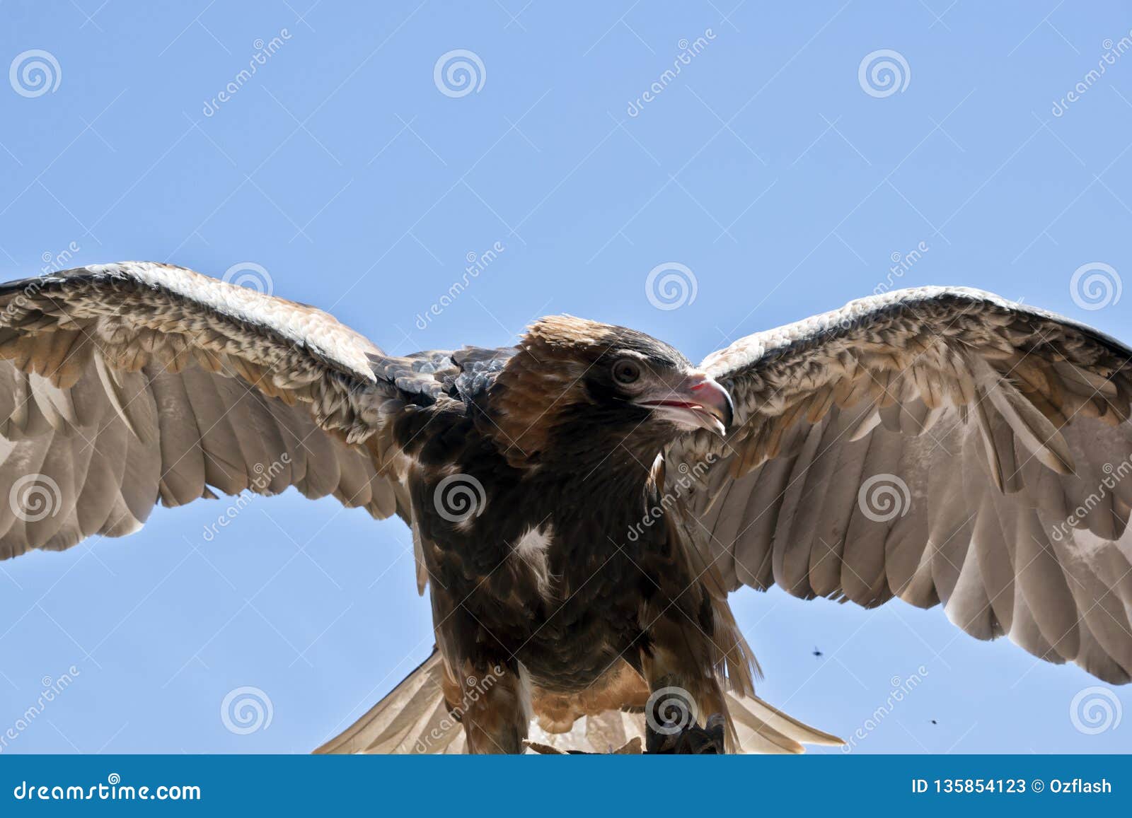 Black breasted buzzard stock image. Image of buzzard - 135854123